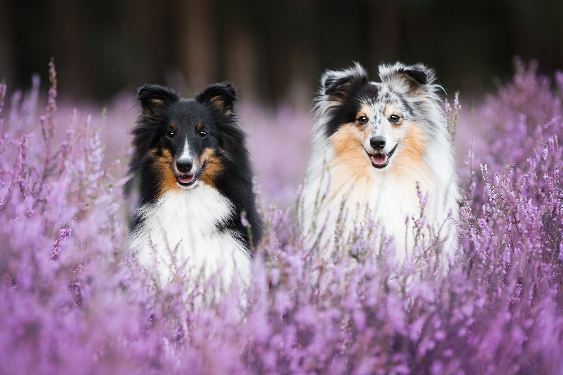 Download Dog Animal Shetland Sheepdog HD Wallpaper | 2048x1365 ...