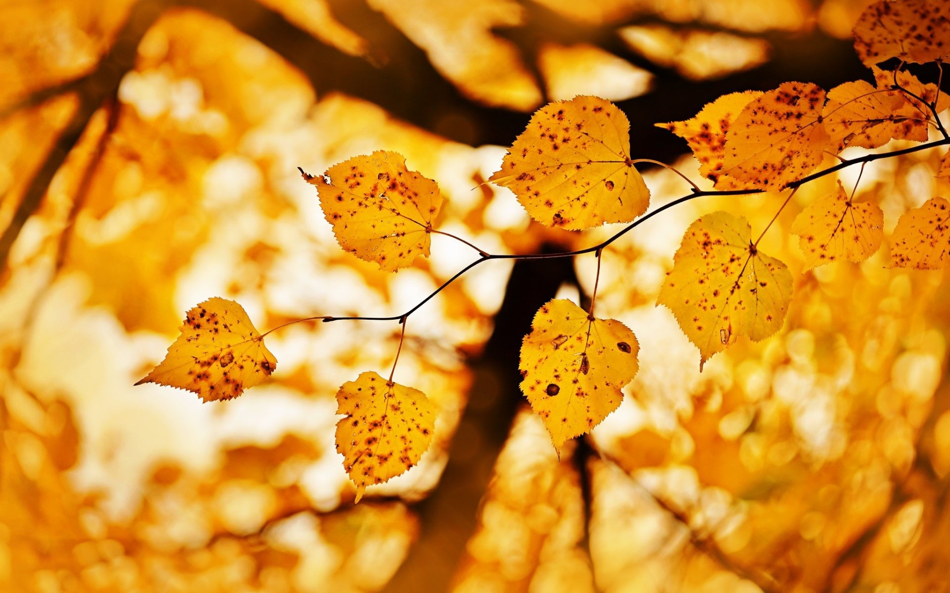 Download Blur Nature Fall Leaf HD Wallpaper