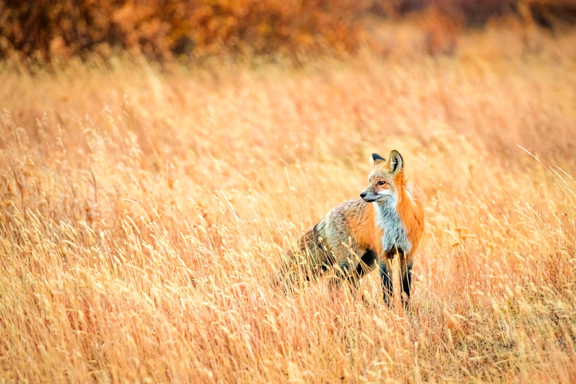 Download Animal Fox 4k Ultra HD Wallpaper