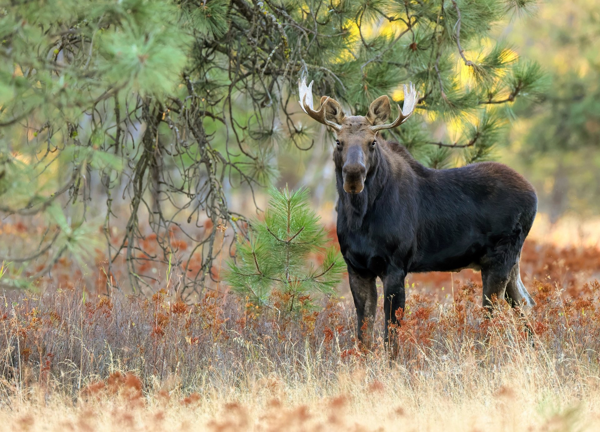 Download Animal Moose 4k Ultra HD Wallpaper