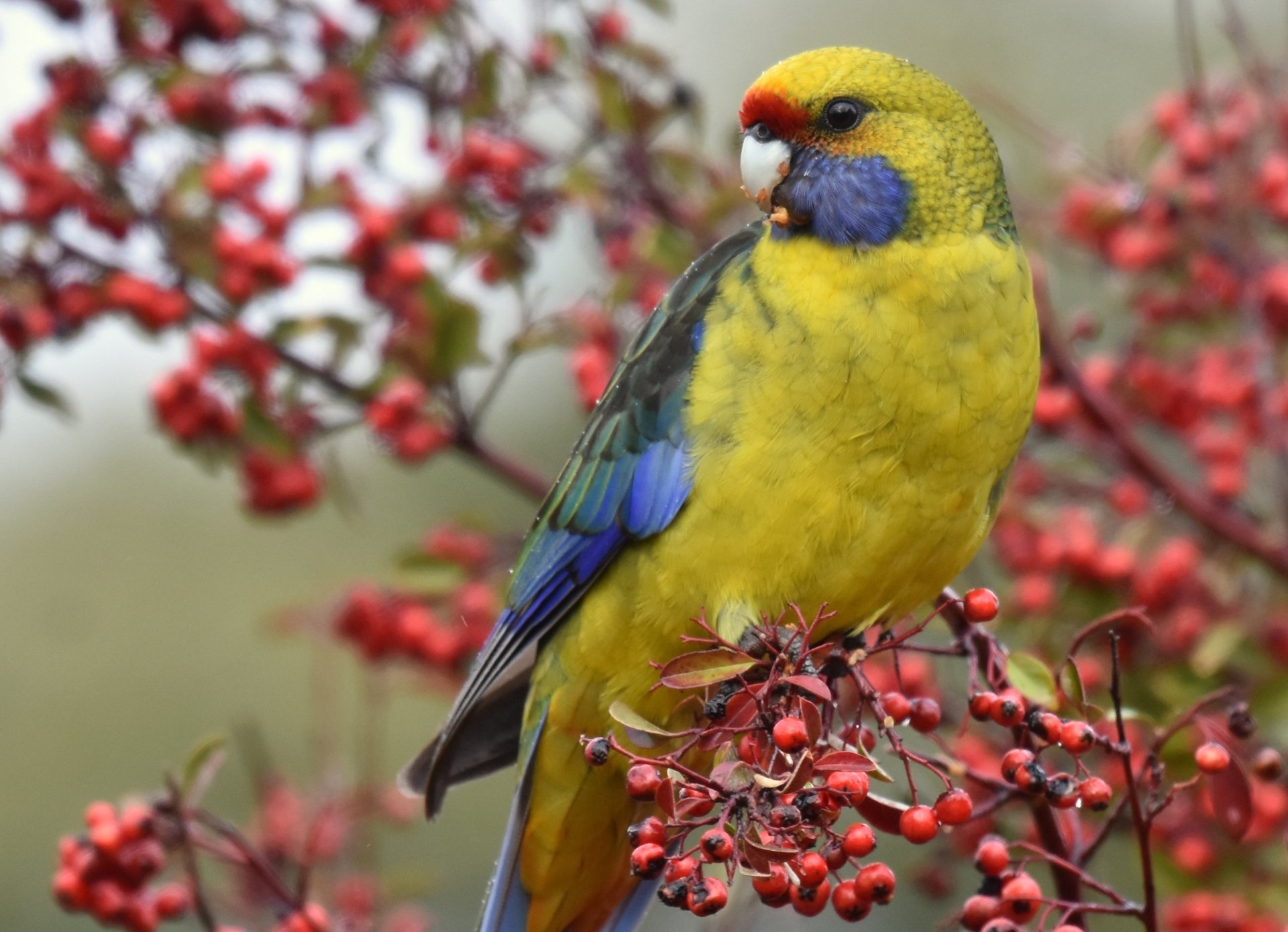 Vibrant Rosella Parrot Amid Berry-Laden Branch HD Wallpaper
