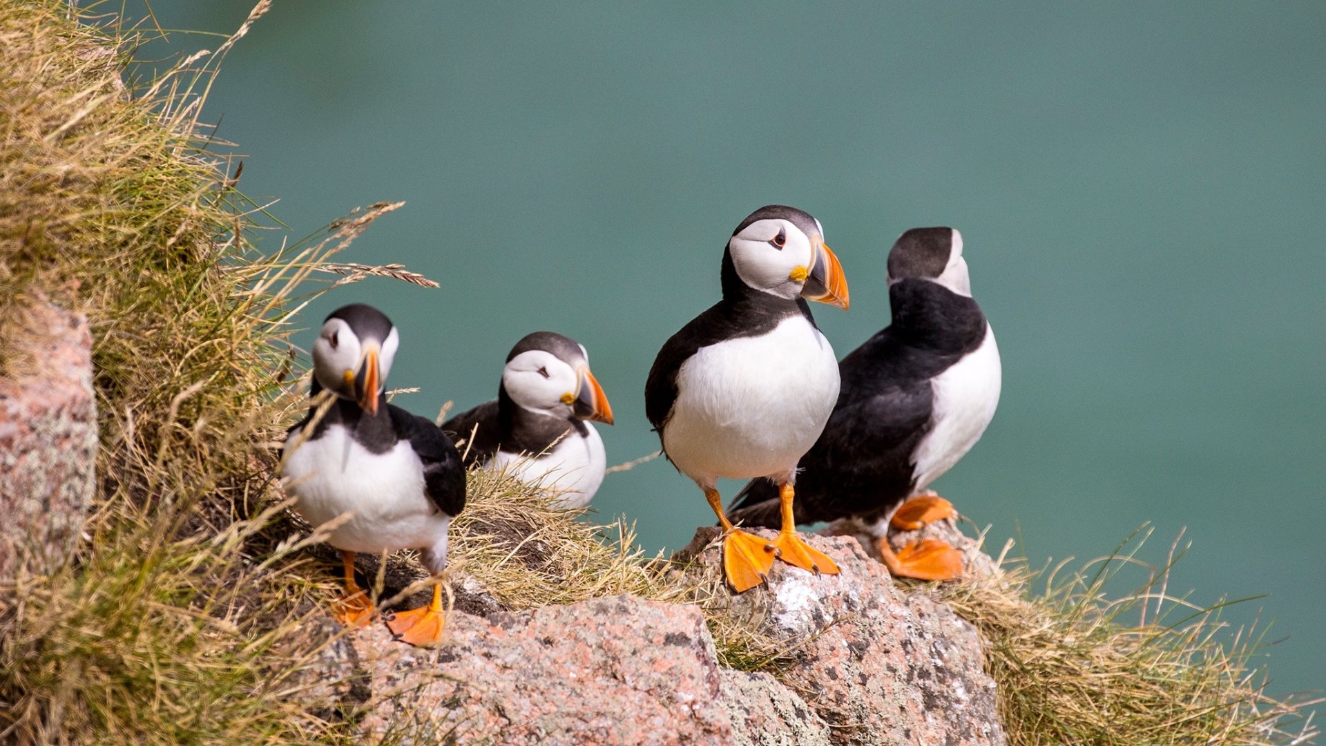 Download Bird Animal Puffin HD Wallpaper