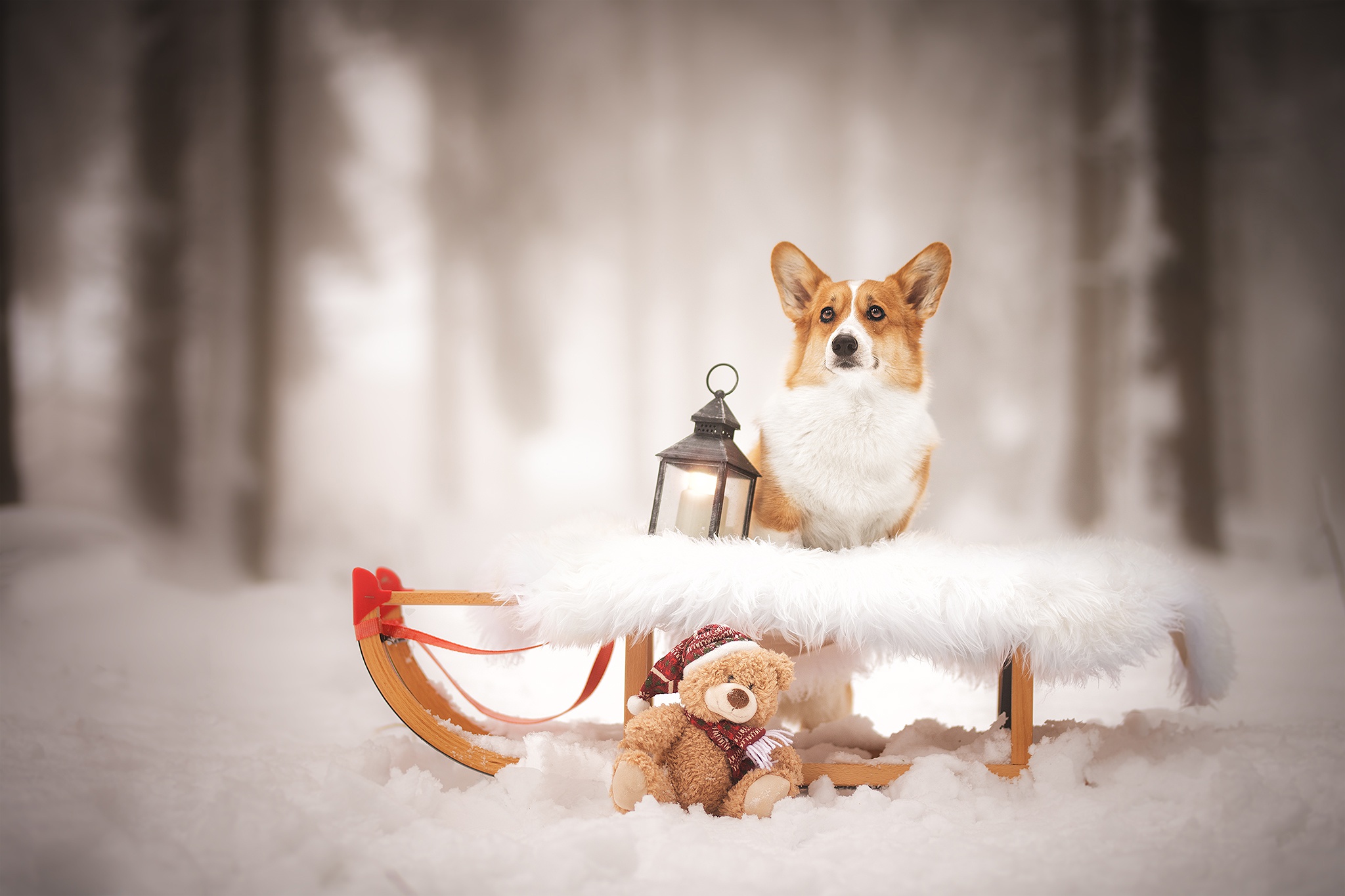 Download Teddy Bear Sleigh Lantern Snow Dog Winter Animal Corgi HD ...