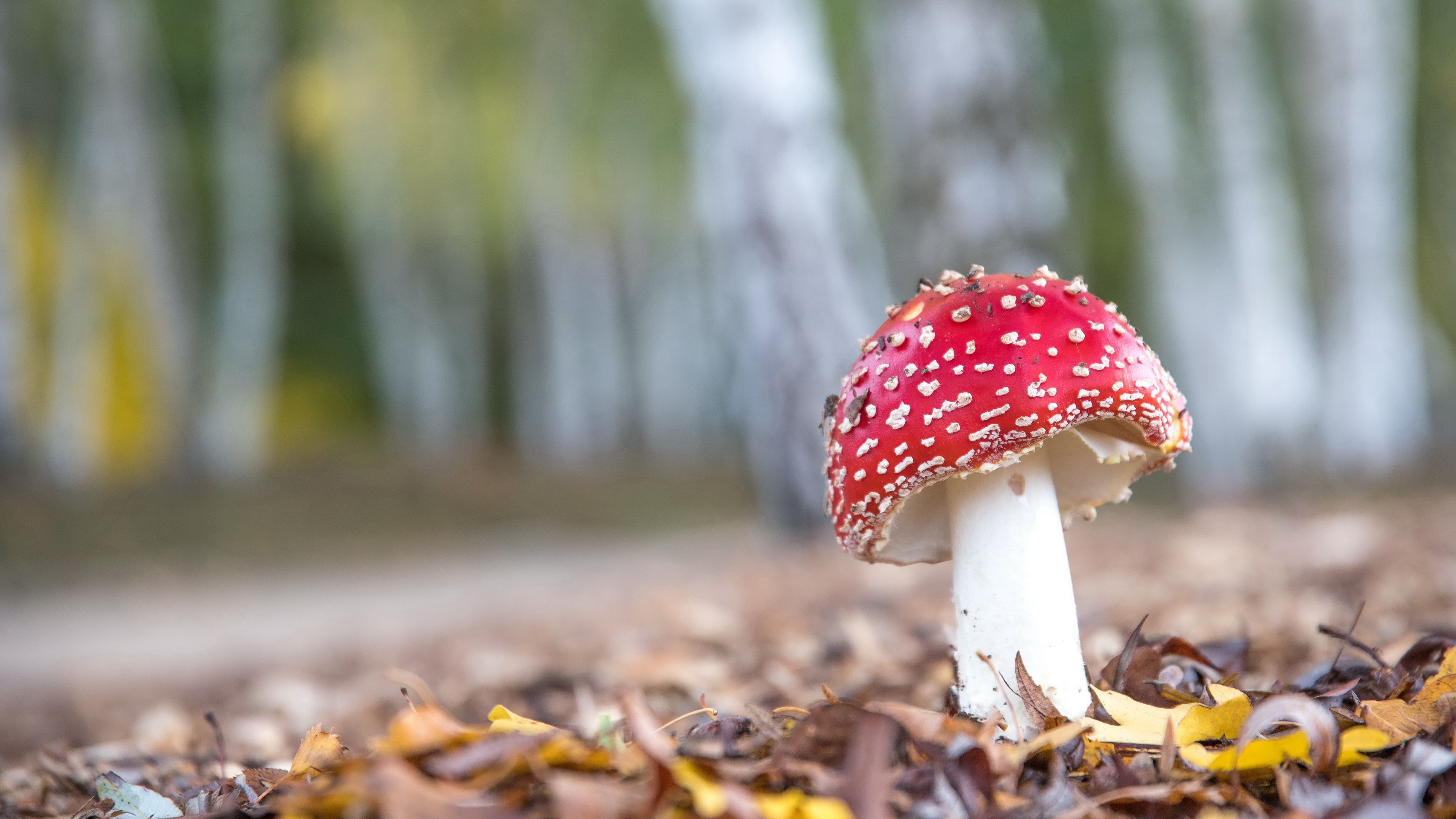 Download Macro Nature Mushroom 4k Ultra HD Wallpaper