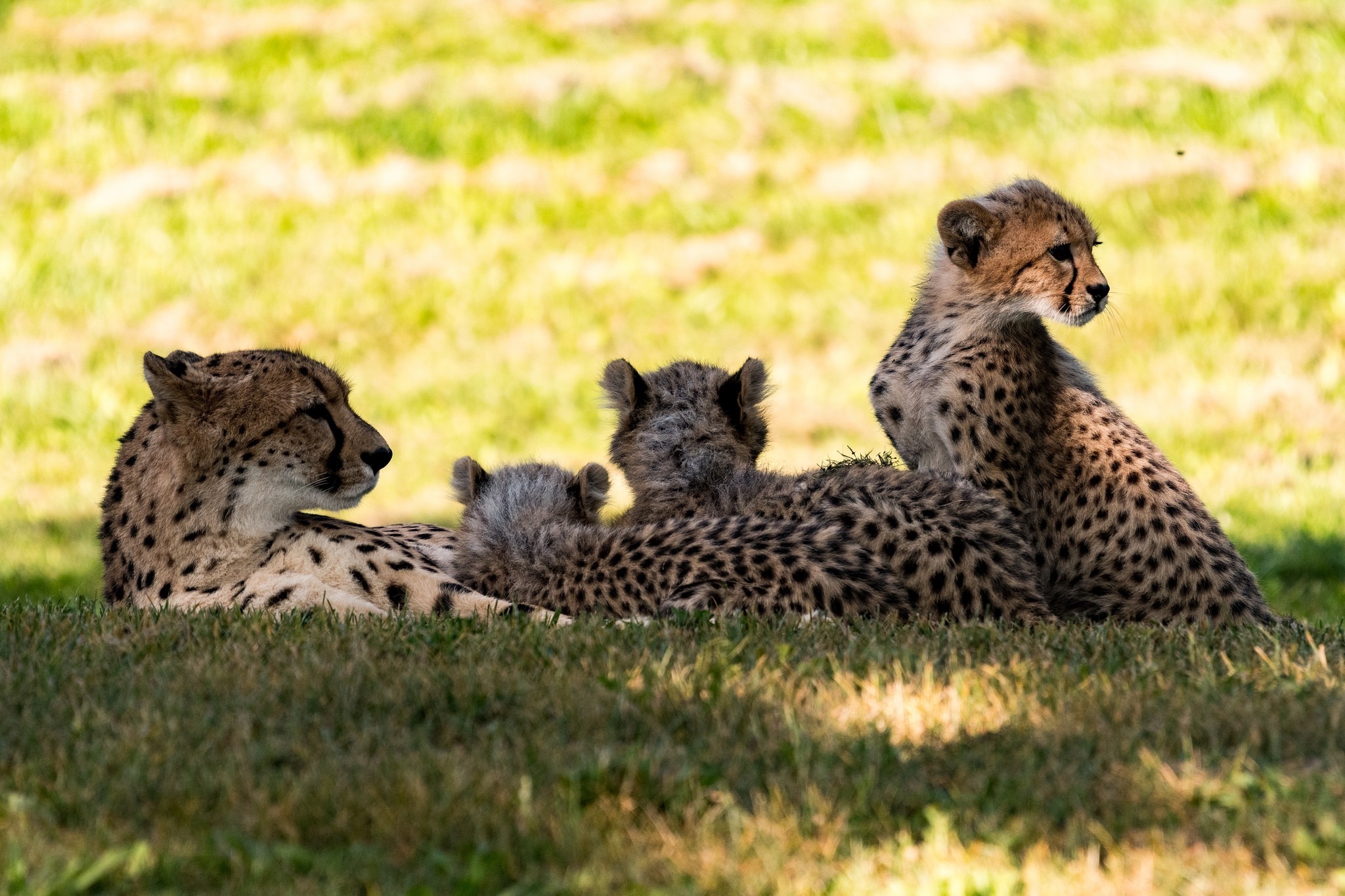 Download Animal Cheetah HD Wallpaper