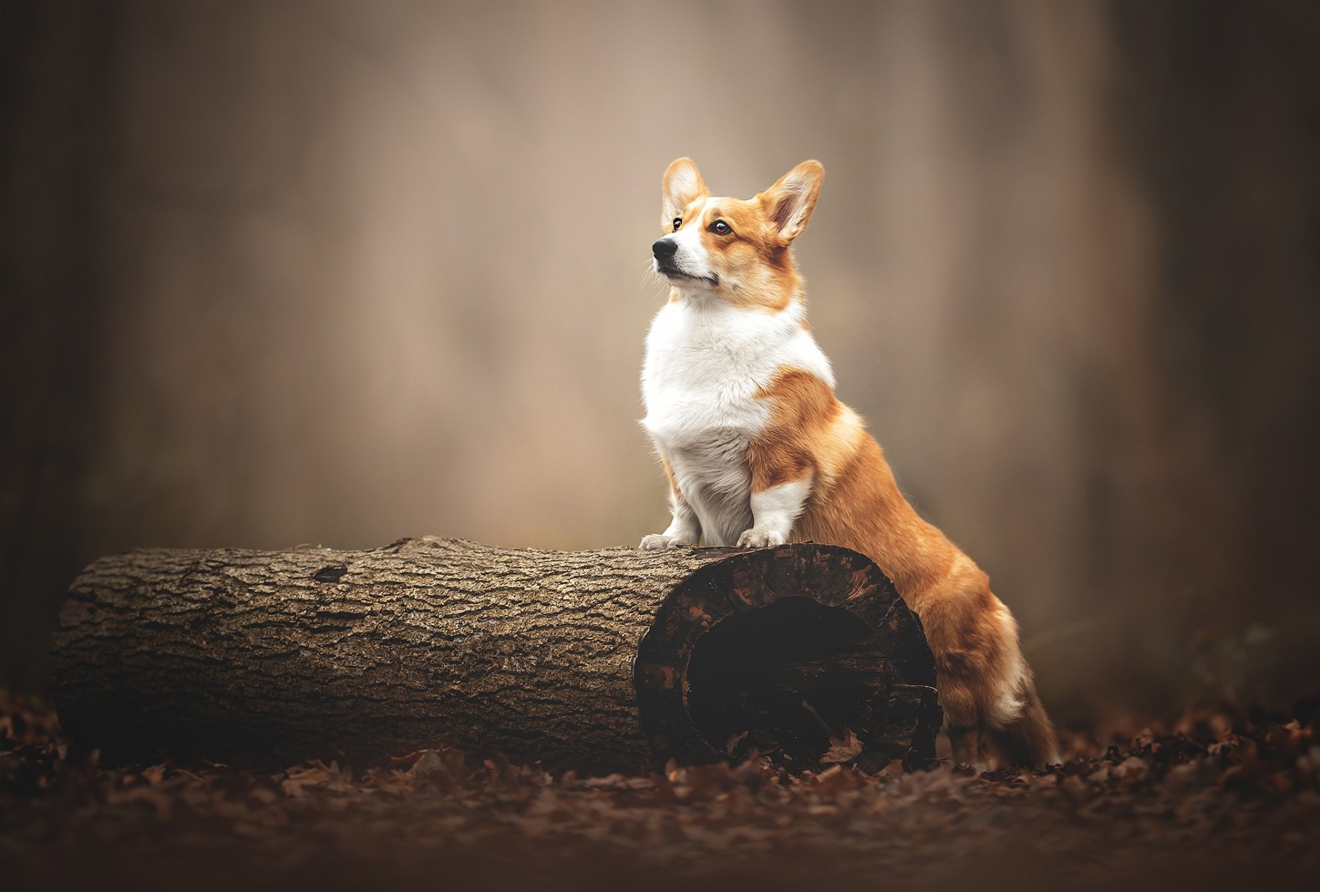 Majestic Corgi Posing Proudly on Mossy Log – HD Animal Wallpaper