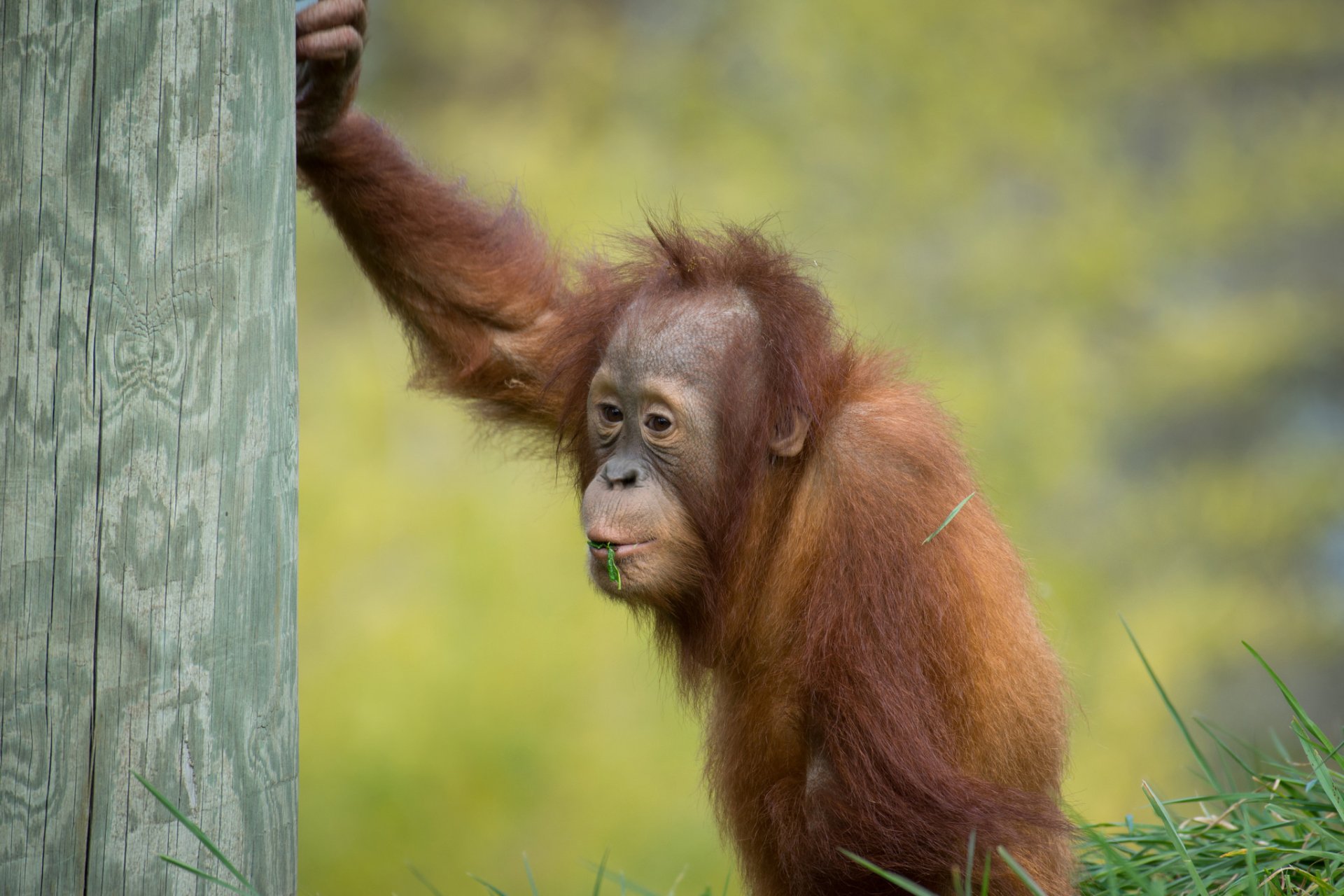 Curious Baby Orangutan — HD Primate Wallpaper
