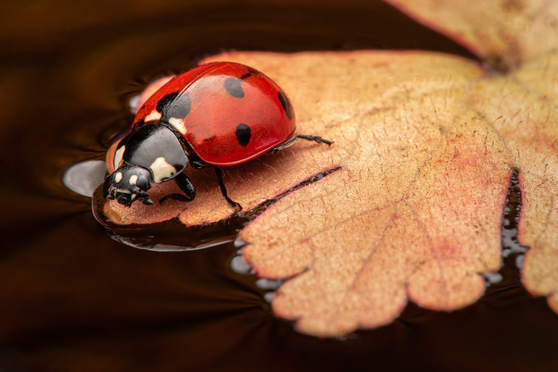 Macro Ladybug — HD Animal Wallpaper | 2048x1365 | Wallpaper Abyss