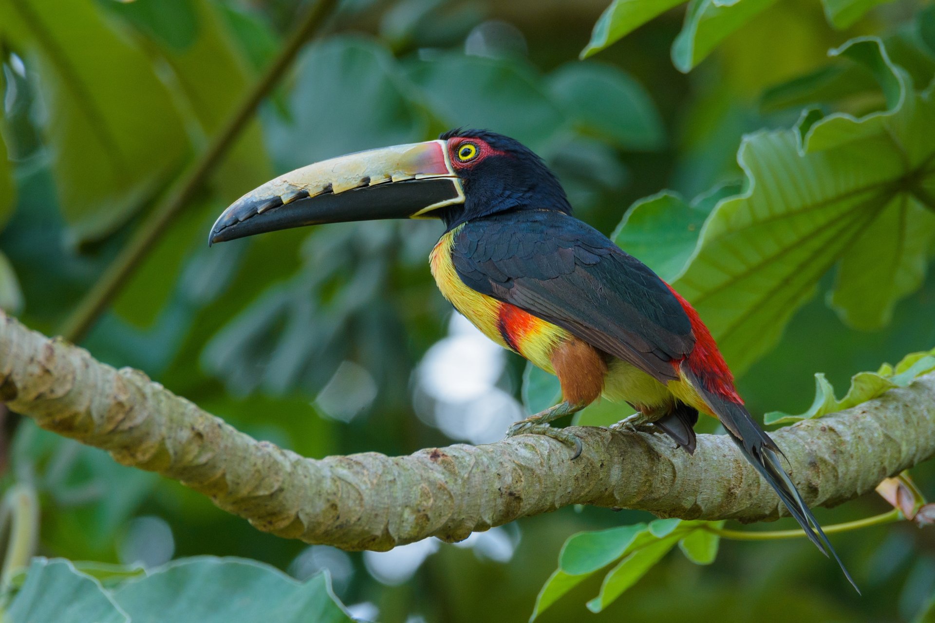 Download Bird Animal Toucan 4k Ultra HD Wallpaper