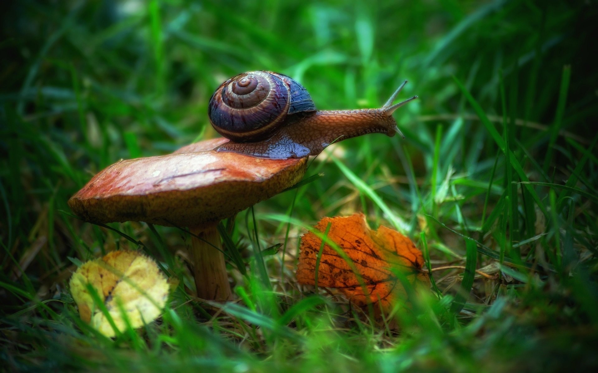 Download Depth Of Field Nature Animal Snail HD Wallpaper by Sagaidak Pavel