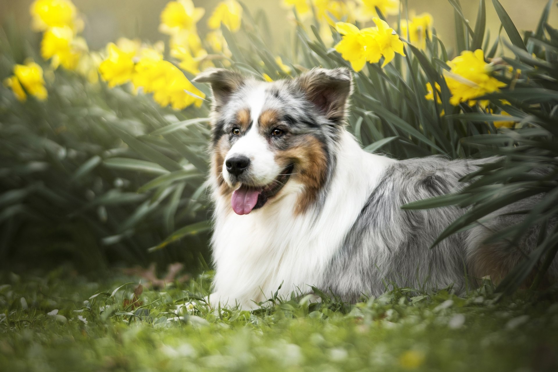 Download Daffodil Dog Flower Animal Australian Shepherd HD Wallpaper ...