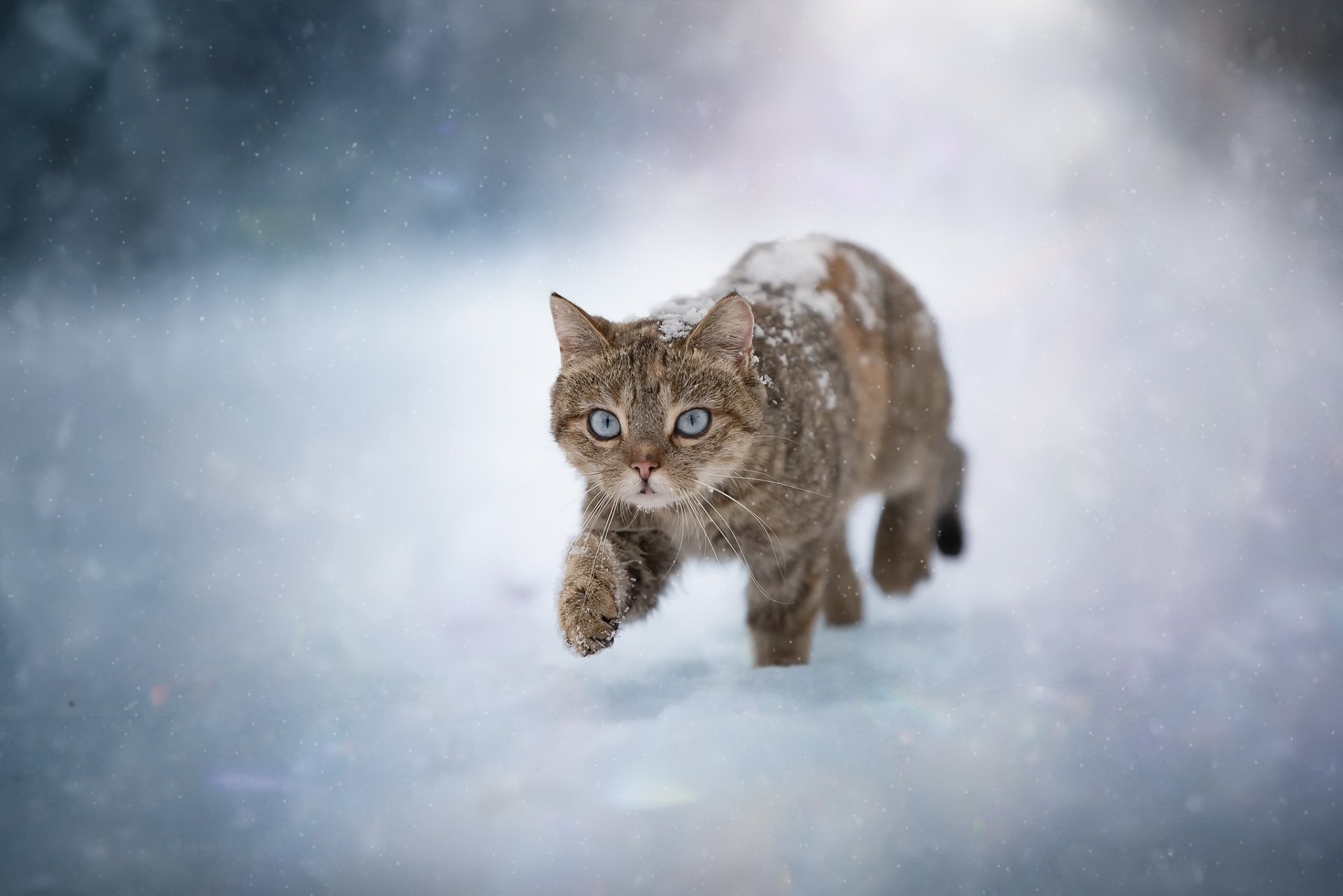 Winter’s Silent Prowler: HD Snow-Covered Cat in Action