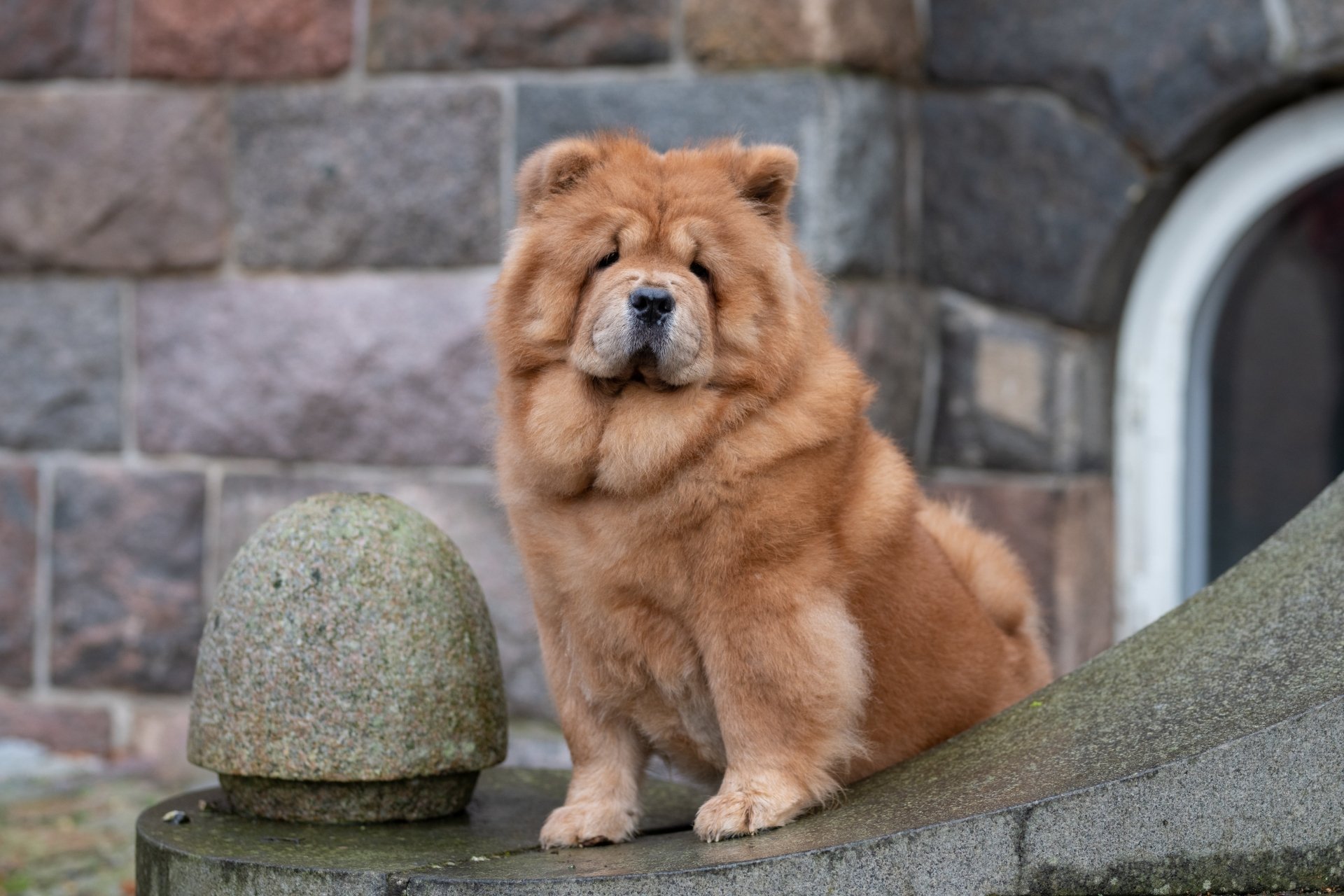 Download Dog Animal Chow Chow 4k Ultra HD Wallpaper