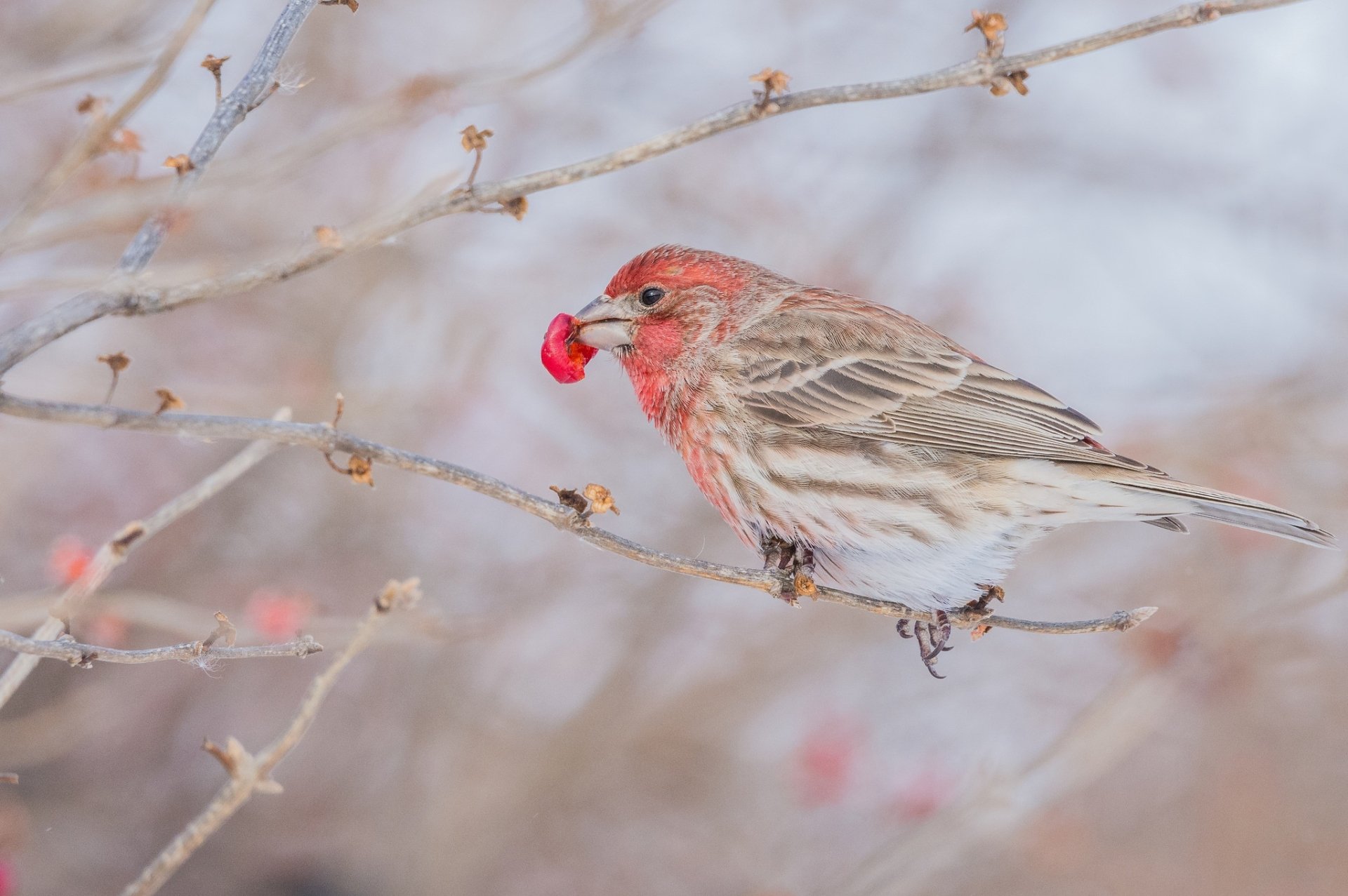 Download Animal Finch HD Wallpaper