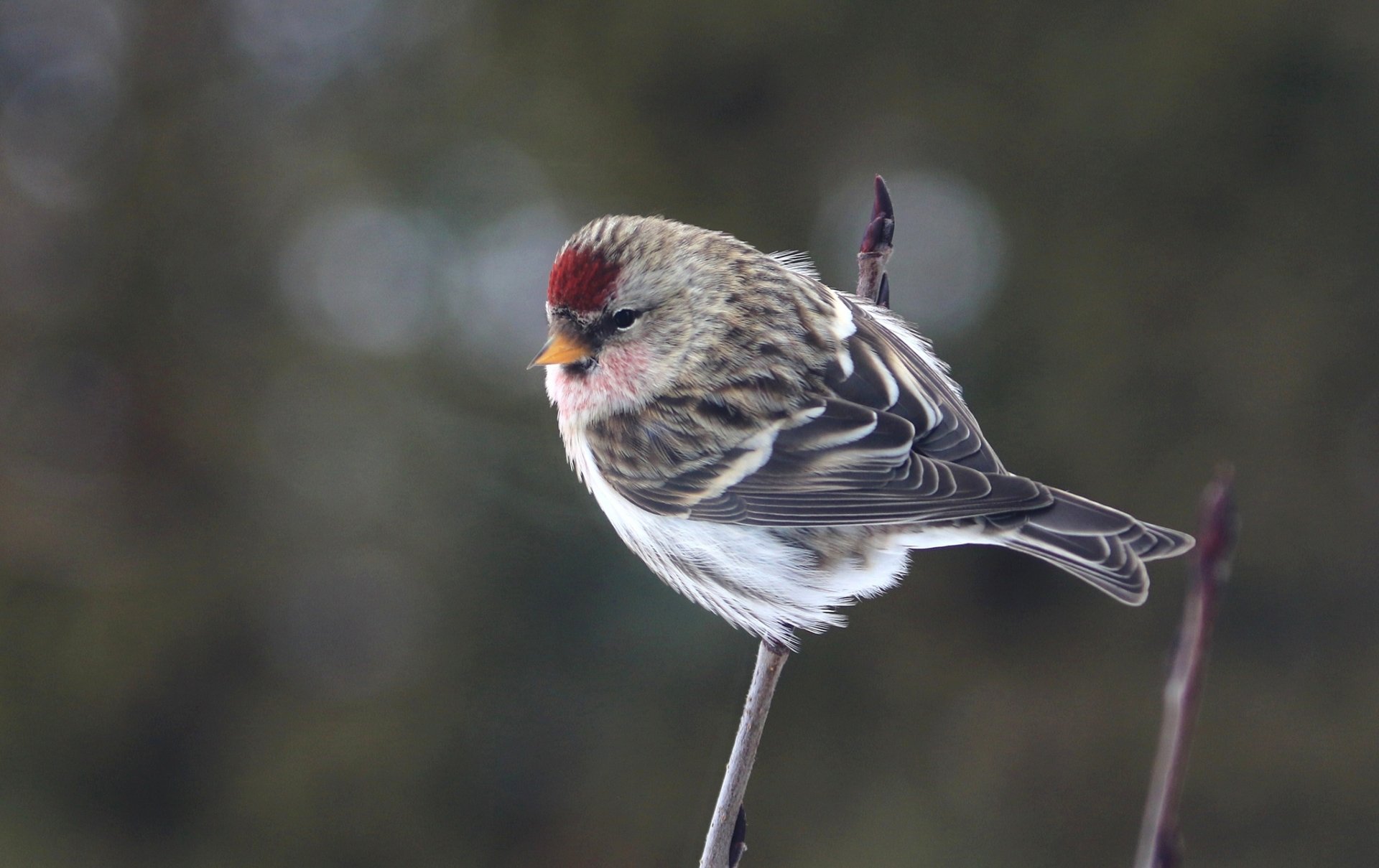 Download Passerine Bird Common Redpoll Animal HD Wallpaper