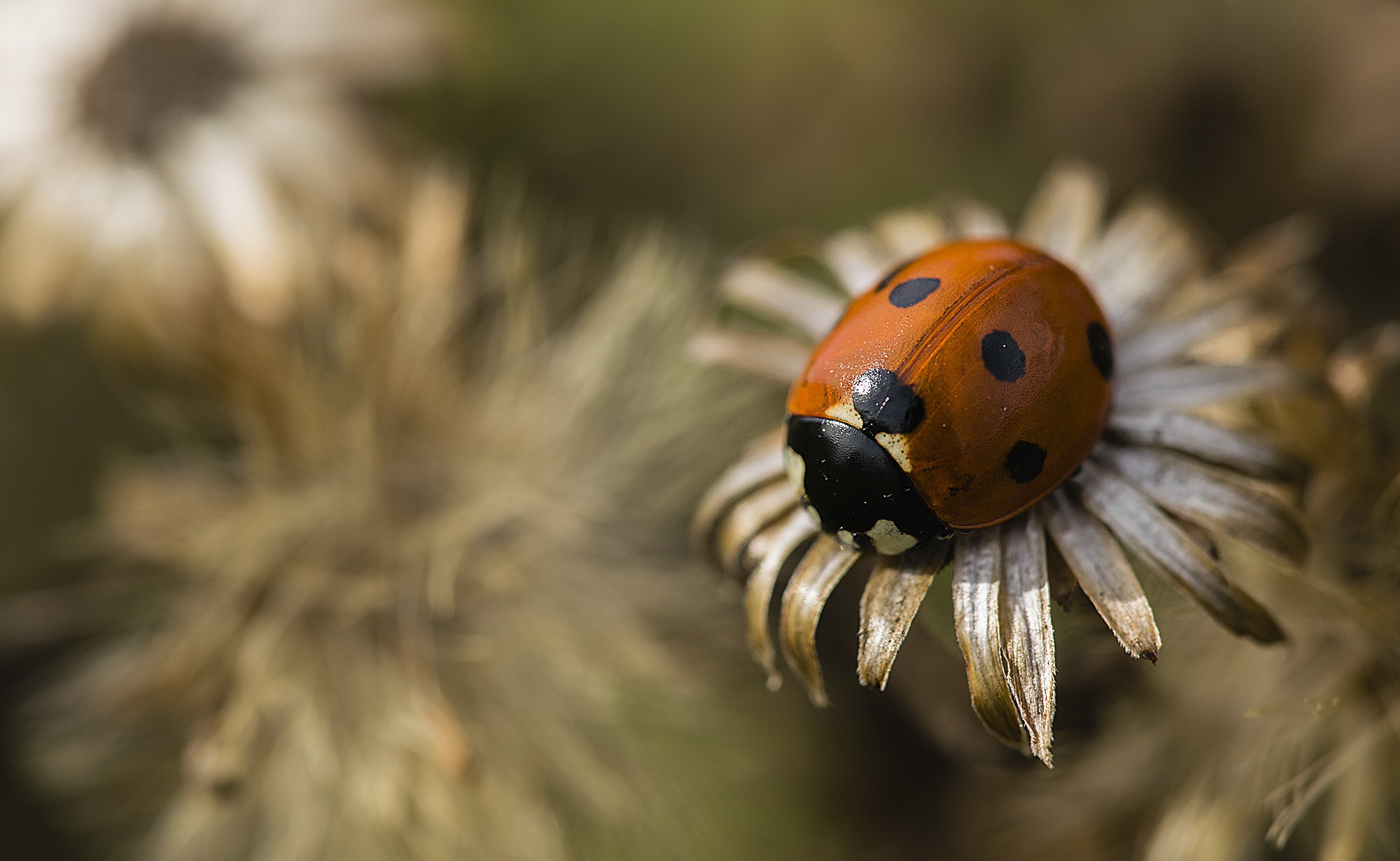 Download Insect Macro Animal Ladybug HD Wallpaper