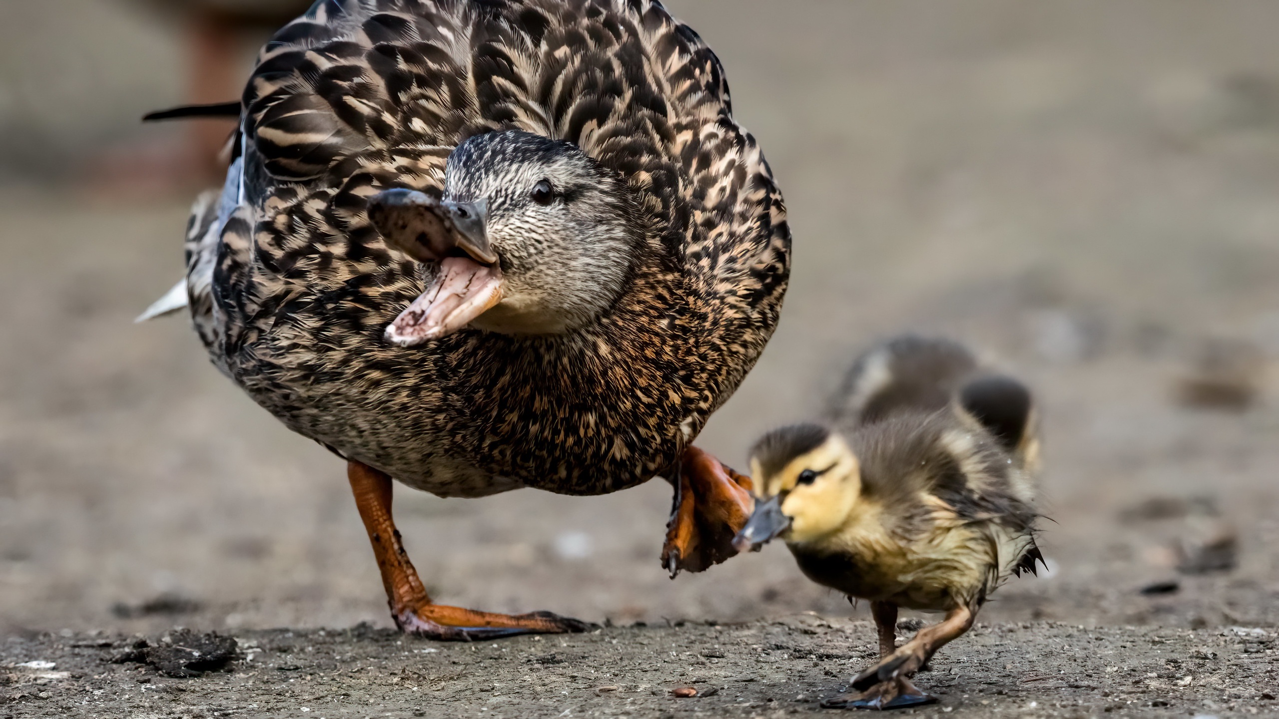 Download Baby Animal Bird Animal Duck HD Wallpaper