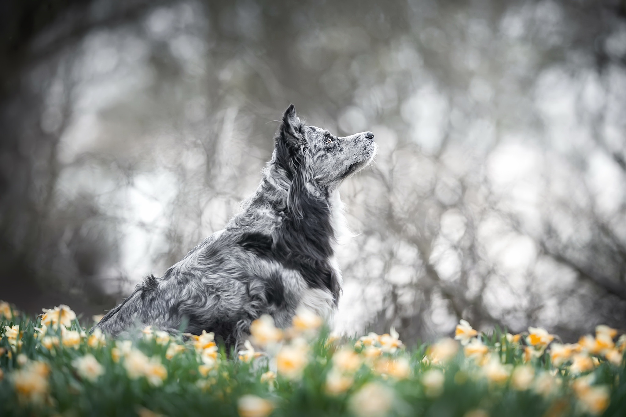 Download Daffodil Animal Dog HD Wallpaper