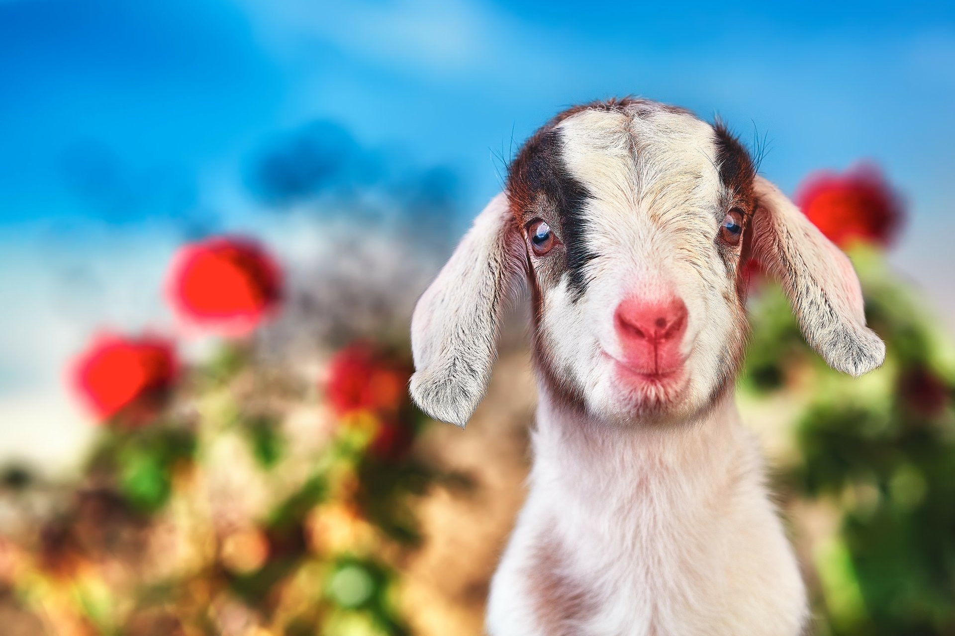 Download Animal Goat 4k Ultra HD Wallpaper