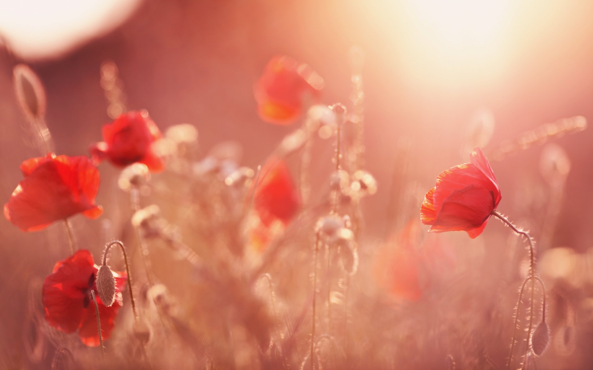Download Sunset Red Flower Nature Poppy HD Wallpaper by Sven Mueller ...
