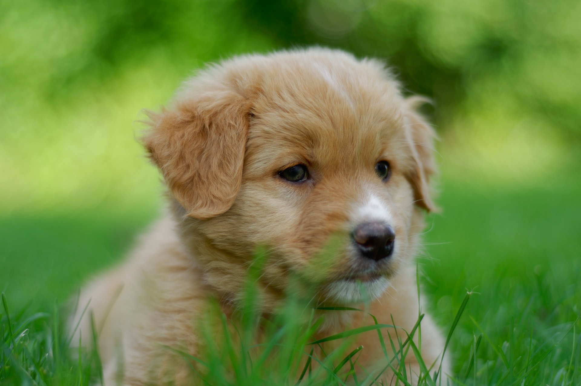 Download Baby Animal Dog Animal Puppy 4k Ultra HD Wallpaper