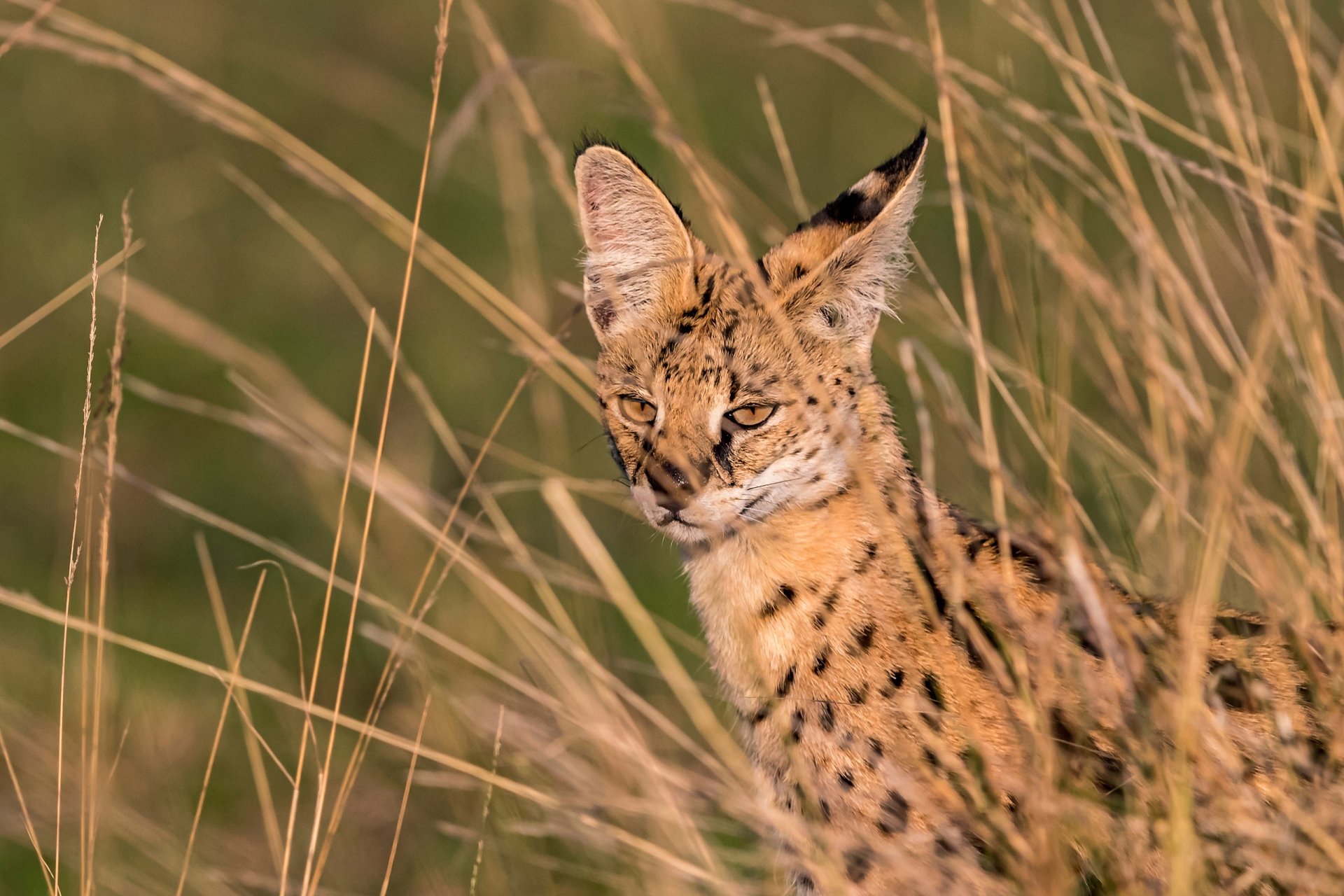 Savanna Serval — 2K Quad HD Wallpaper