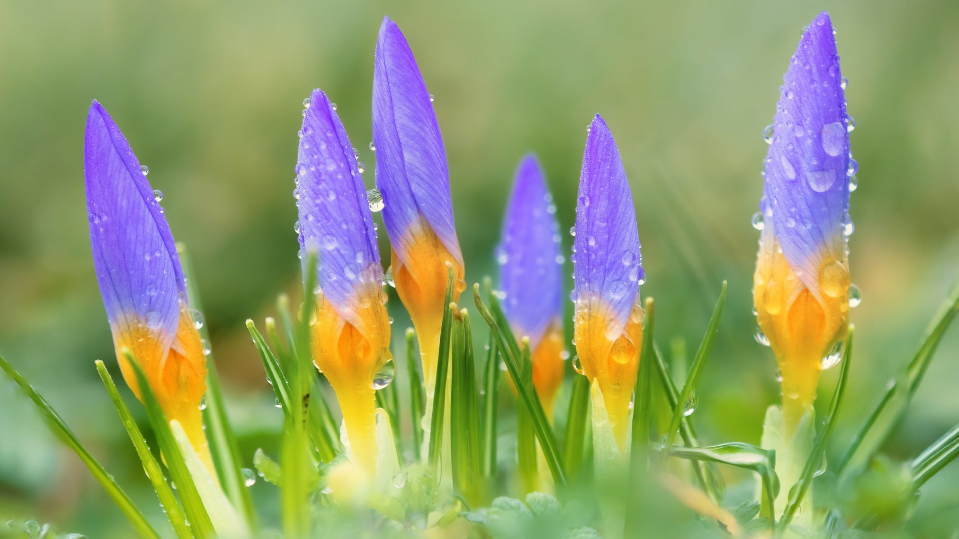 Dewy Crocus Bloom — HD Nature Wallpaper