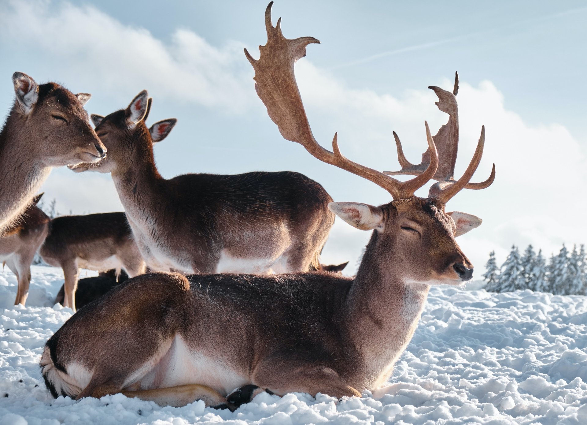 Download Snow Winter Animal Deer 4k Ultra HD Wallpaper