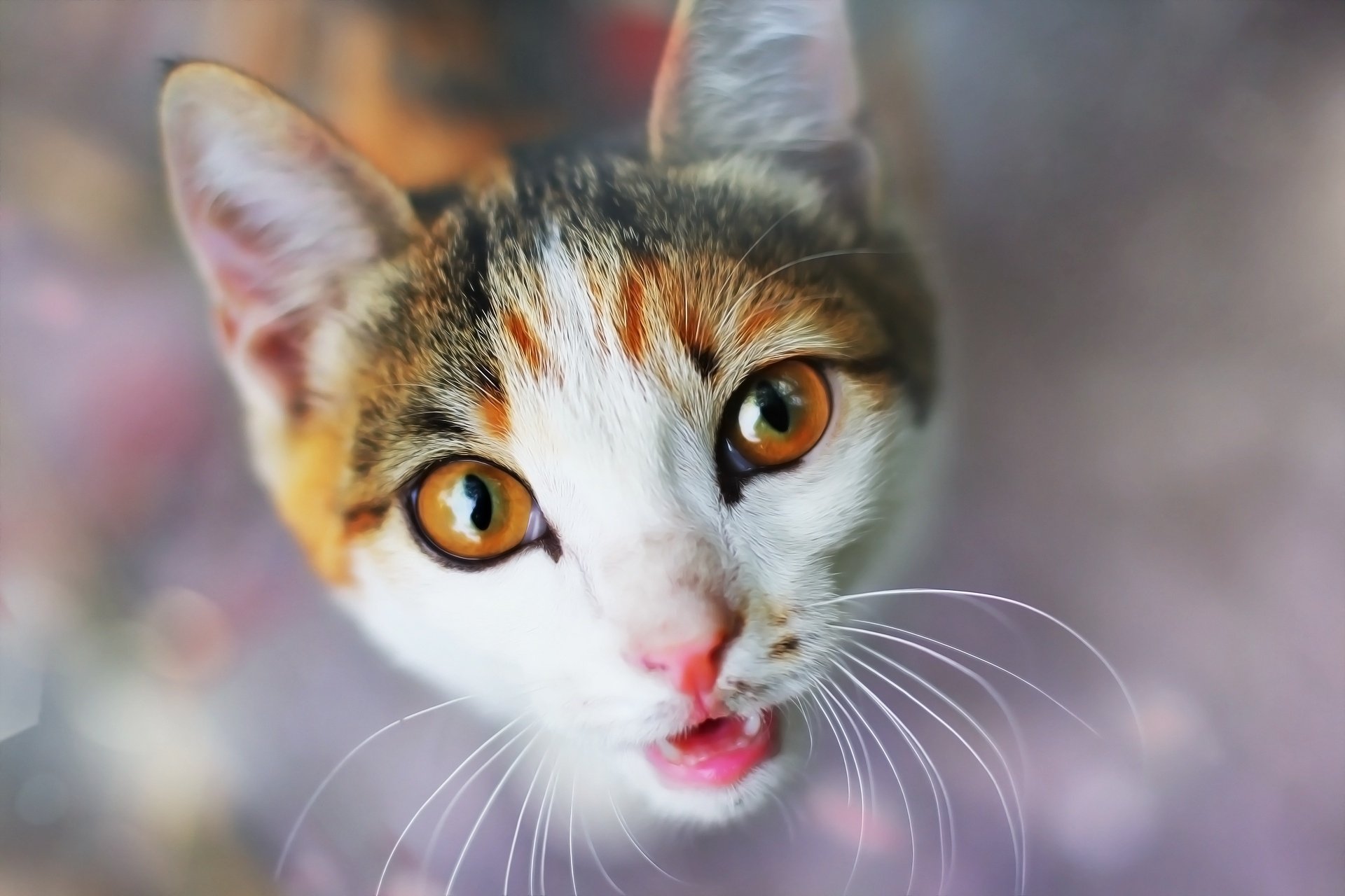 Download Stare Animal Cat HD Wallpaper | 1920x1280 | Wallpaper Abyss