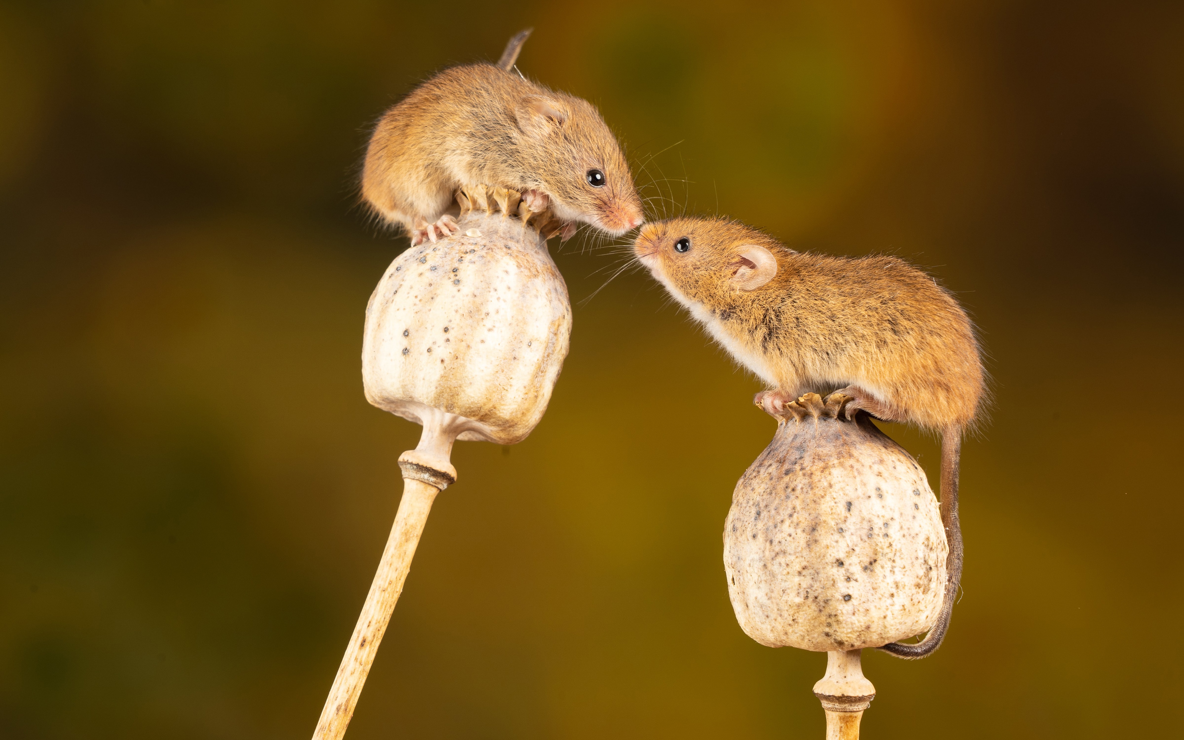 Download Rodent Animal Mouse 4k Ultra HD Wallpaper by Nick Fewings