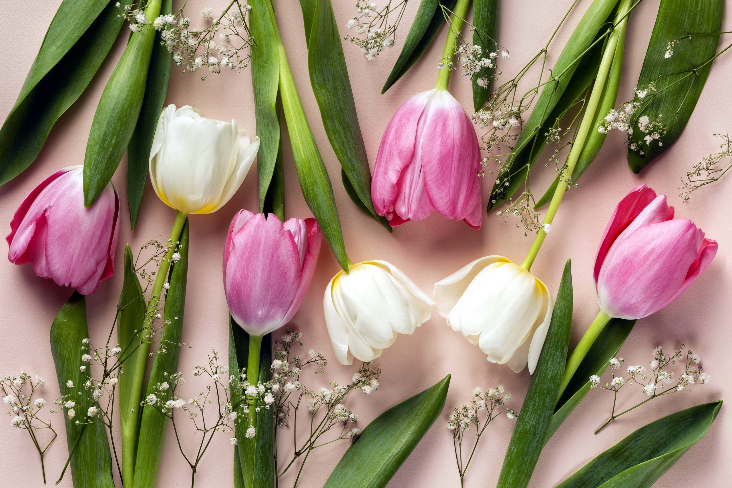Facebook Cover Photos Nature Flowers Tulips