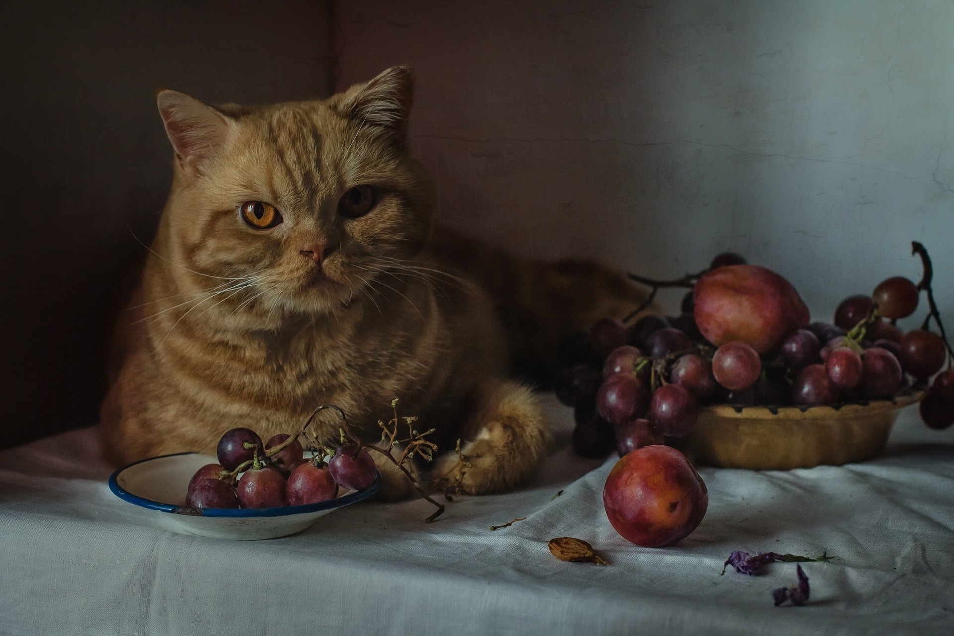 Download Fruit Still Life Grapes Animal Cat HD Wallpaper | 1920x1280 ...
