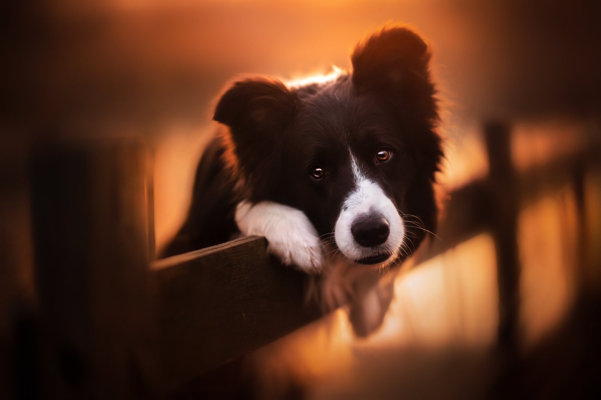 Download Dog Animal Border Collie HD Wallpaper