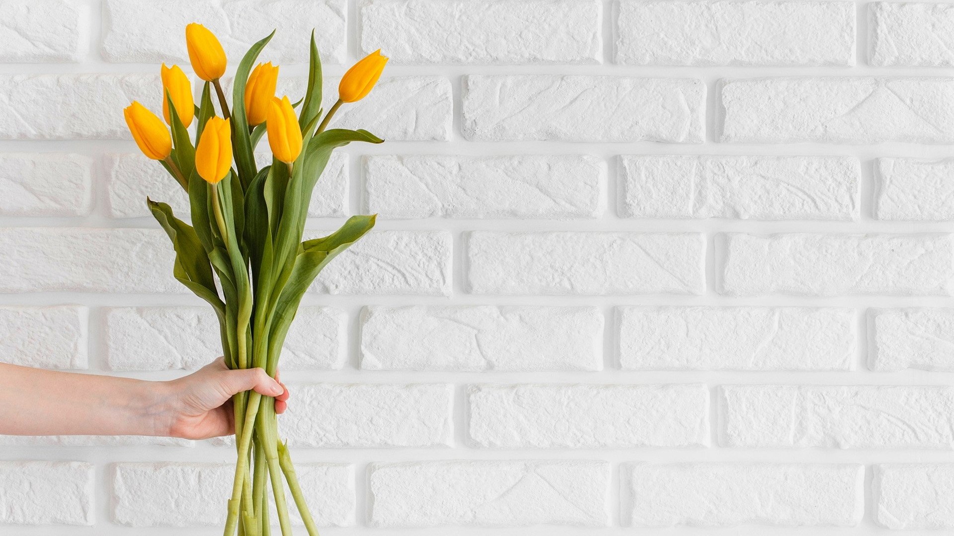 Download Tulip Man Made Flower HD Wallpaper