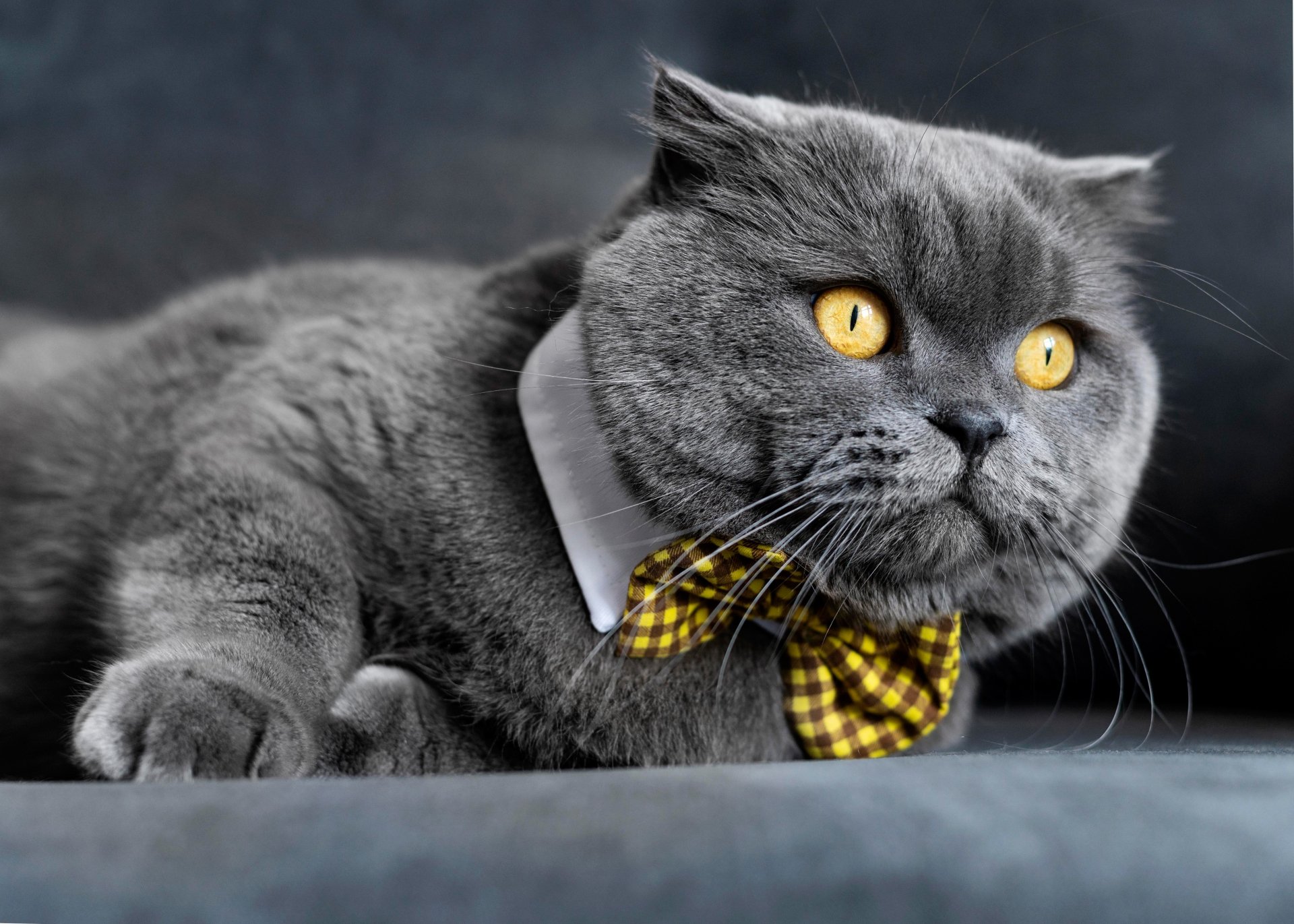 Download Animal Cat 4k Ultra HD Wallpaper | 5359x3828 | Wallpaper Abyss