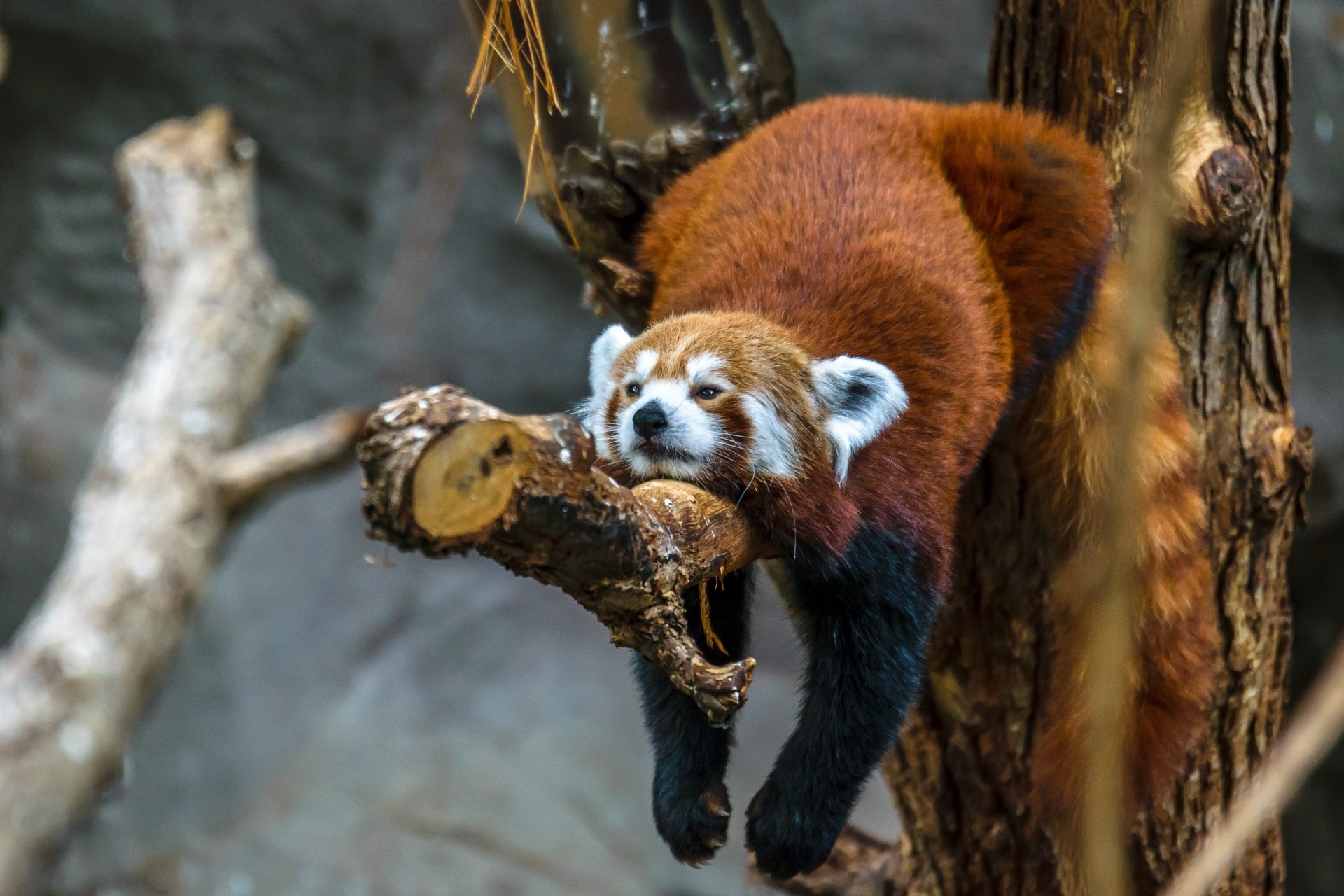Download Animal Red Panda 4k Ultra HD Wallpaper