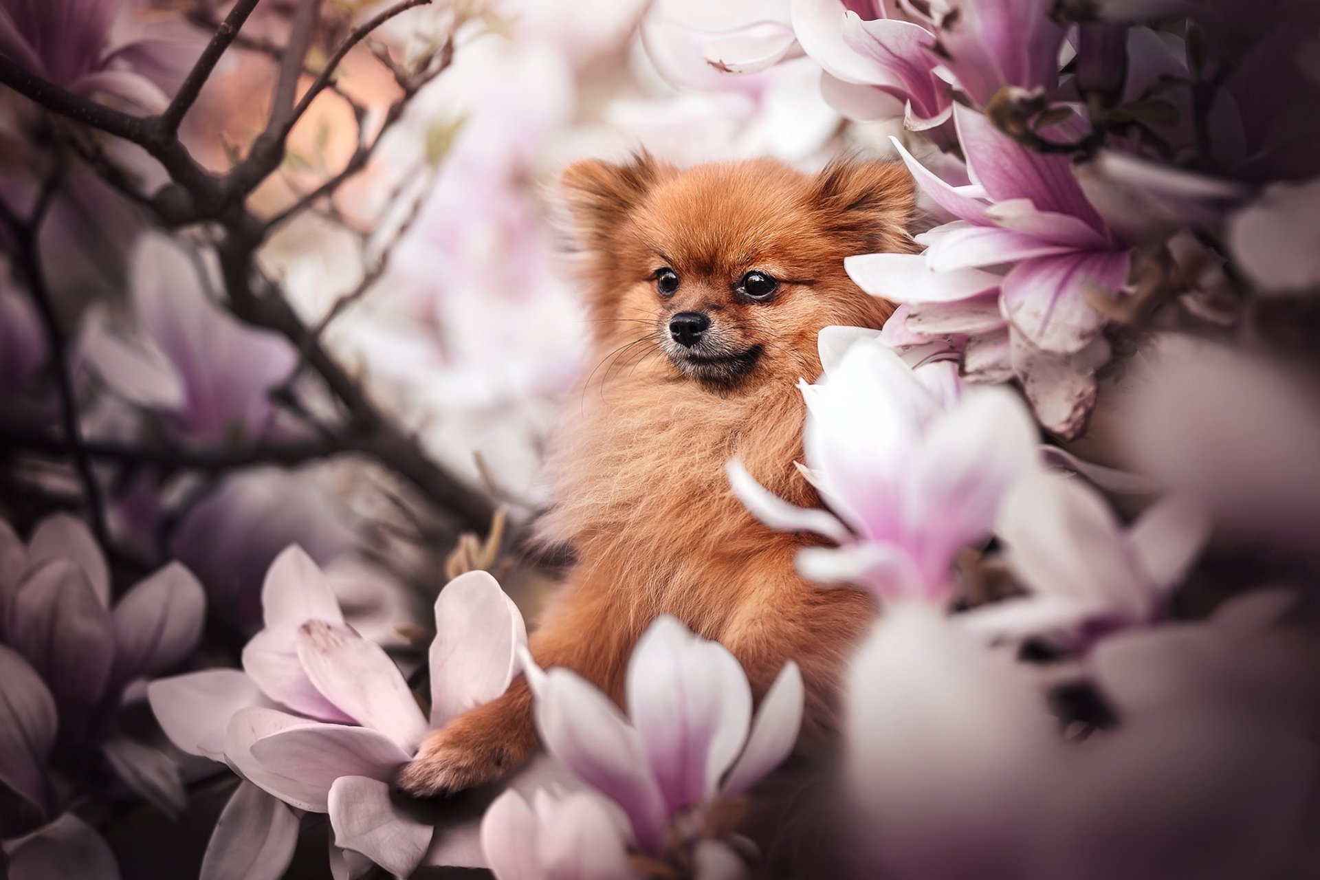 Download Magnolia Dog Flower Animal Spitz HD Wallpaper
