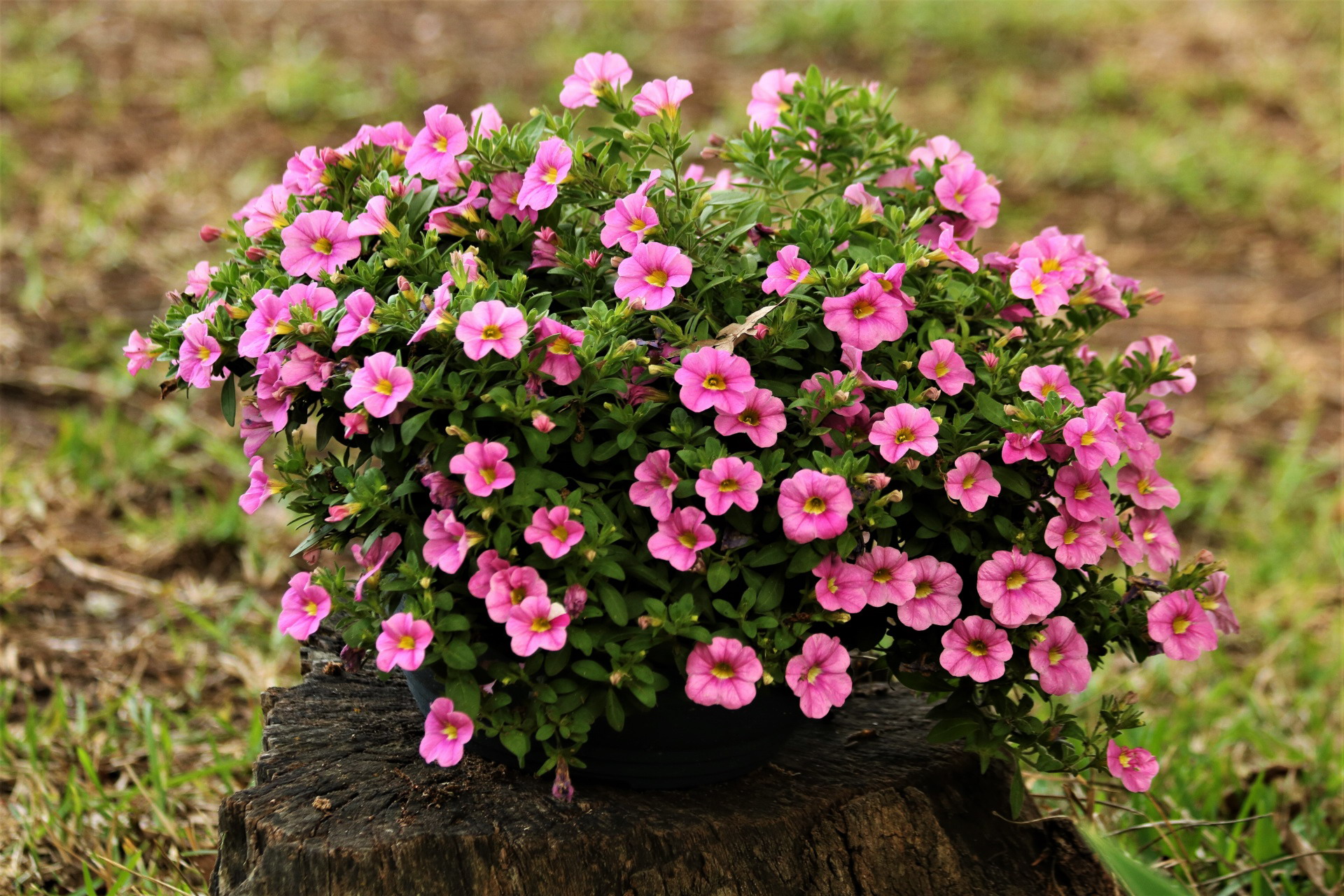 Nature Petunia HD Wallpaper