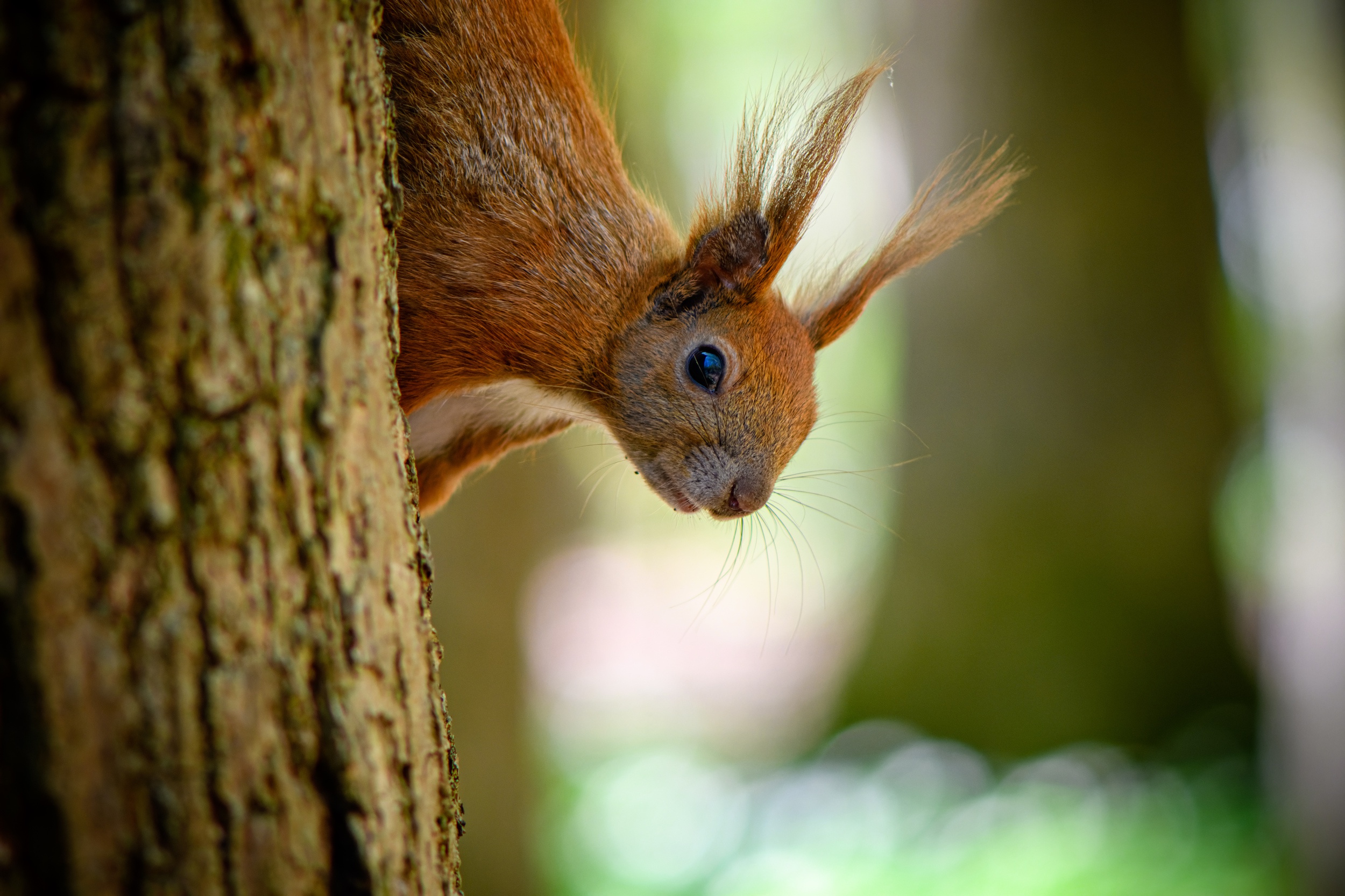 Download Rodent Animal Squirrel HD Wallpaper