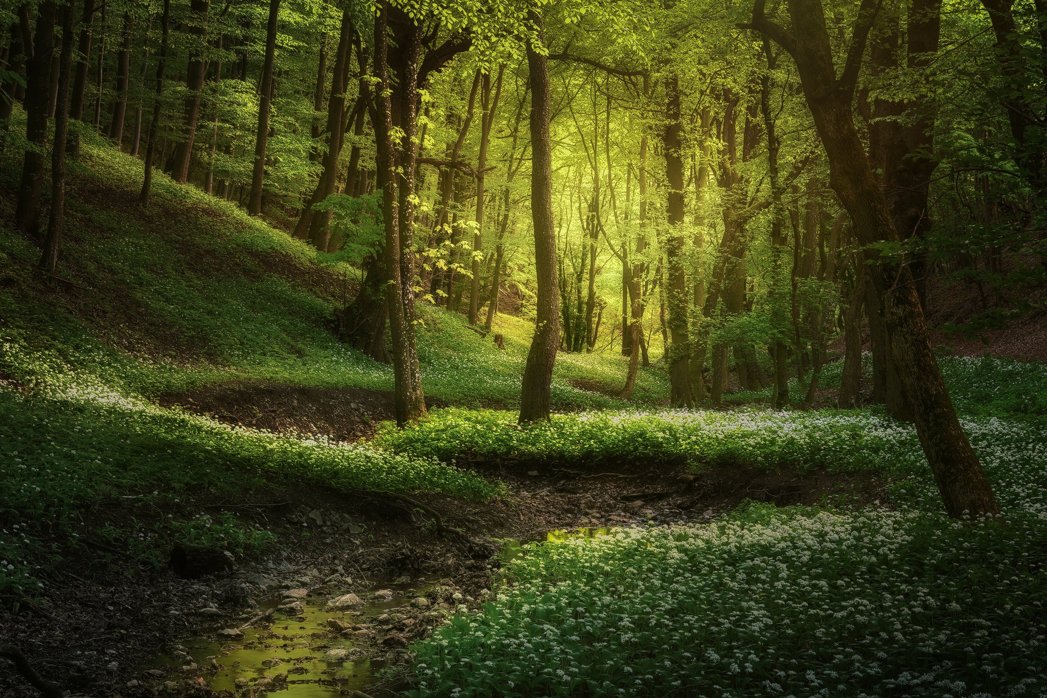 Download Forest Nature Path HD Wallpaper