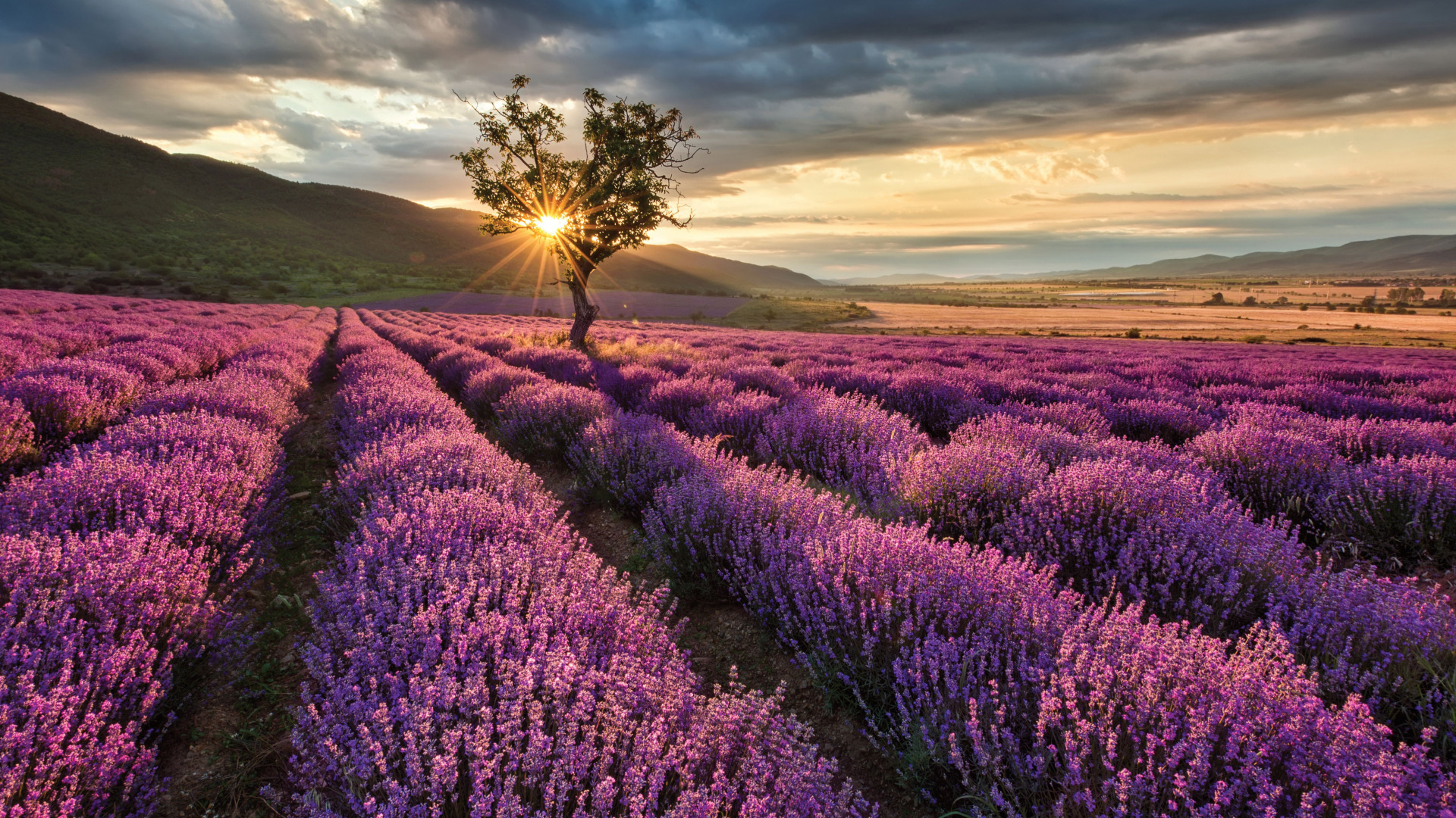 Download Nature Lavender HD Wallpaper