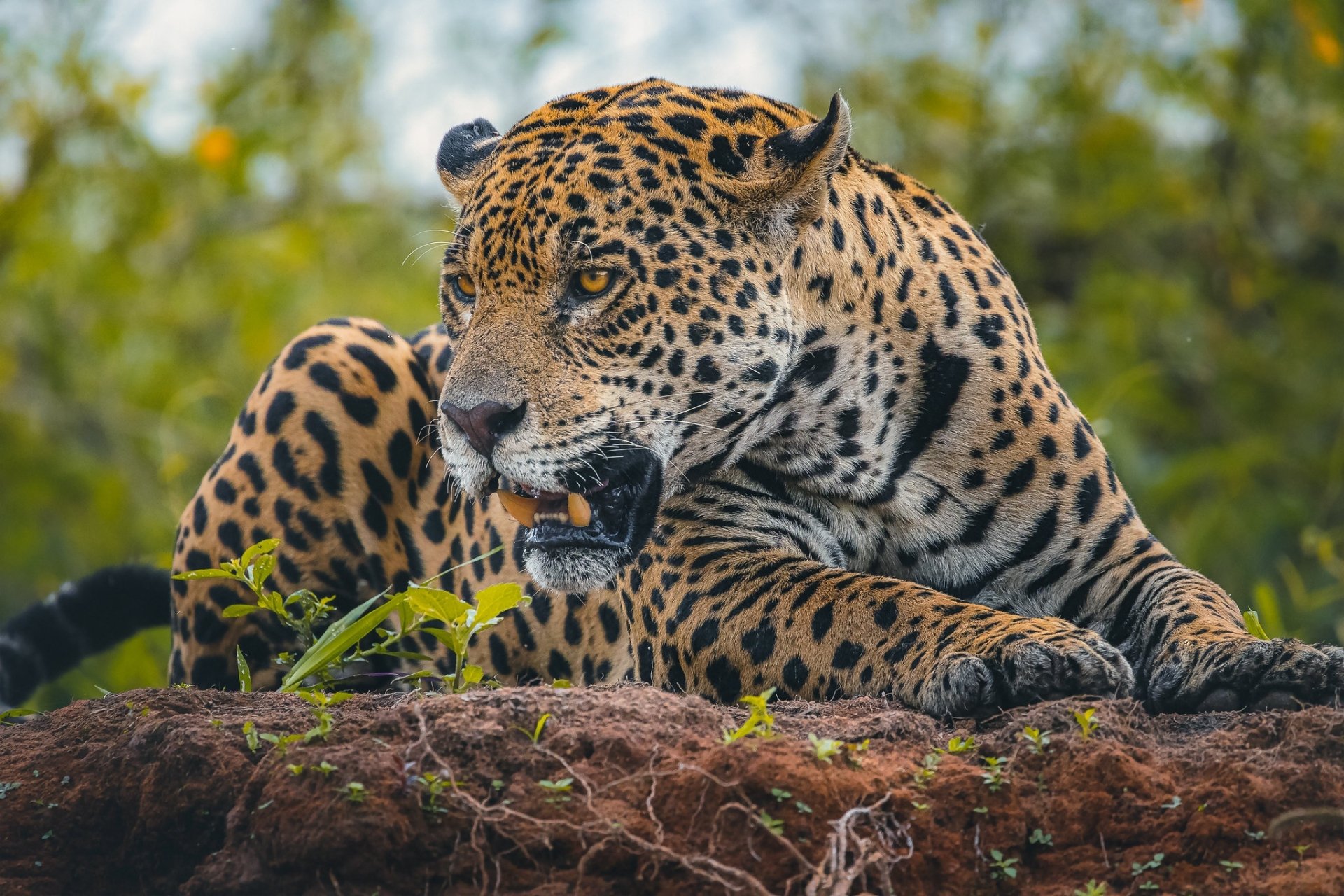 Jaguar Majesty — Wild Predator HD Wallpaper | 2048x1365 | Wallpaper Abyss