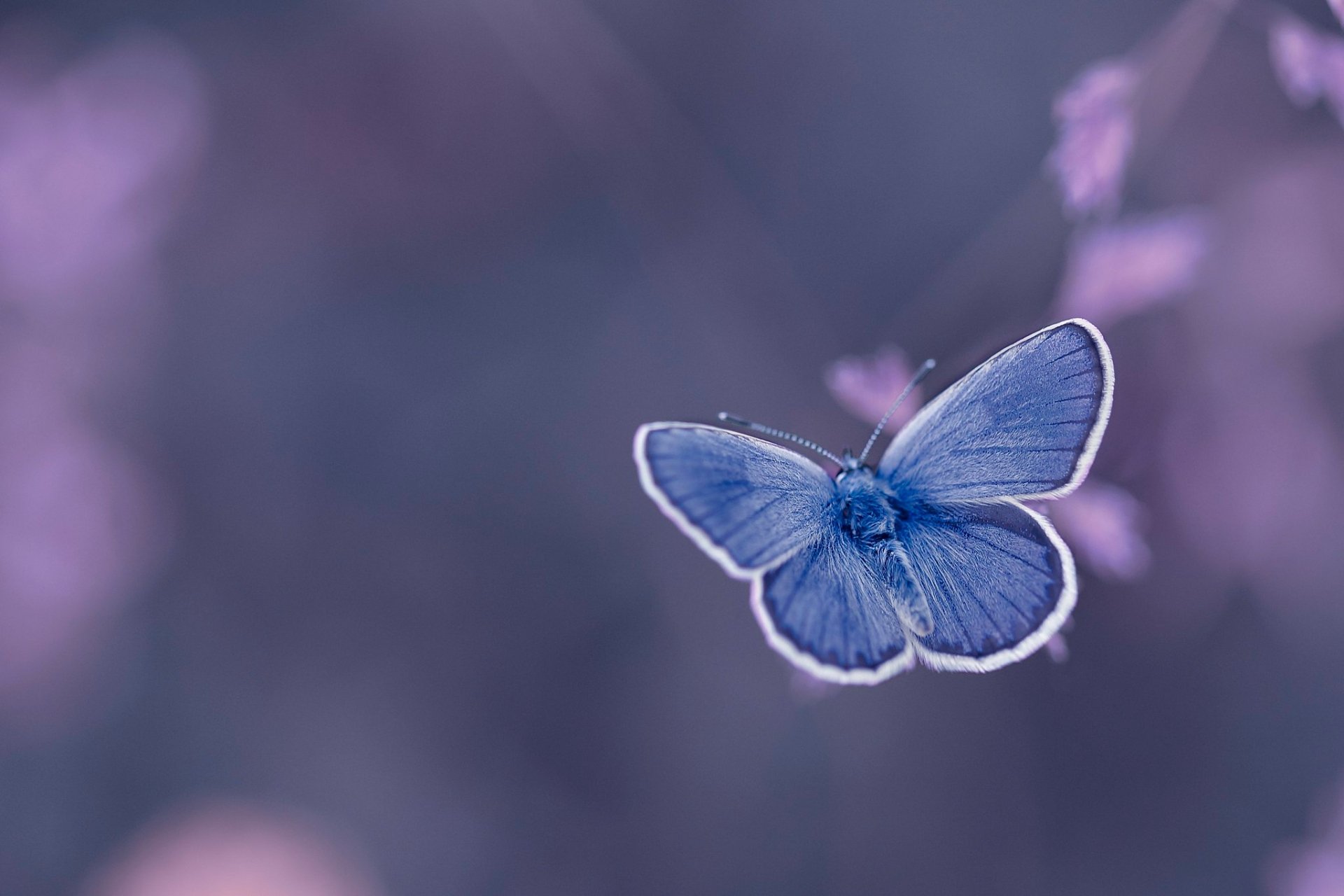 Download Insect Animal Butterfly HD Wallpaper