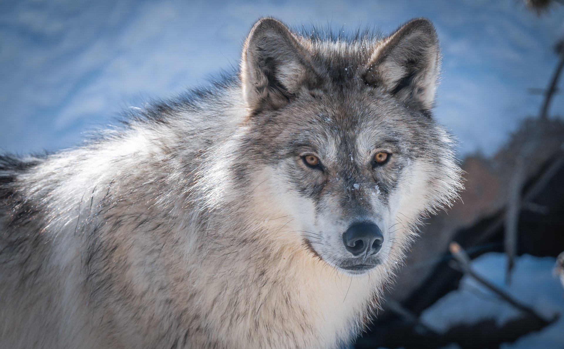 Majestic Wolf in HD: Nature’s Wild Beauty Unleashed