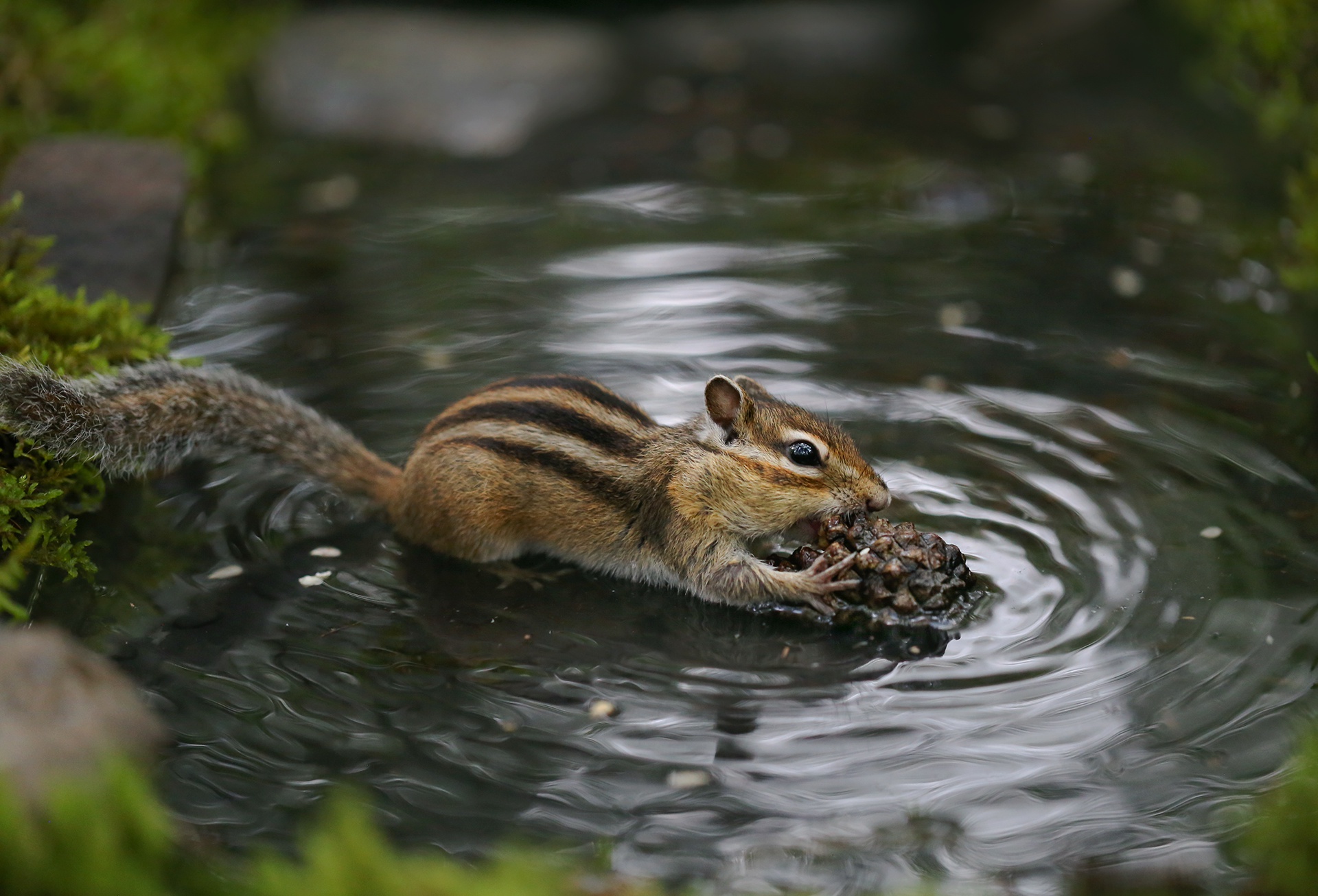 Download Rodent Animal Chipmunk HD Wallpaper