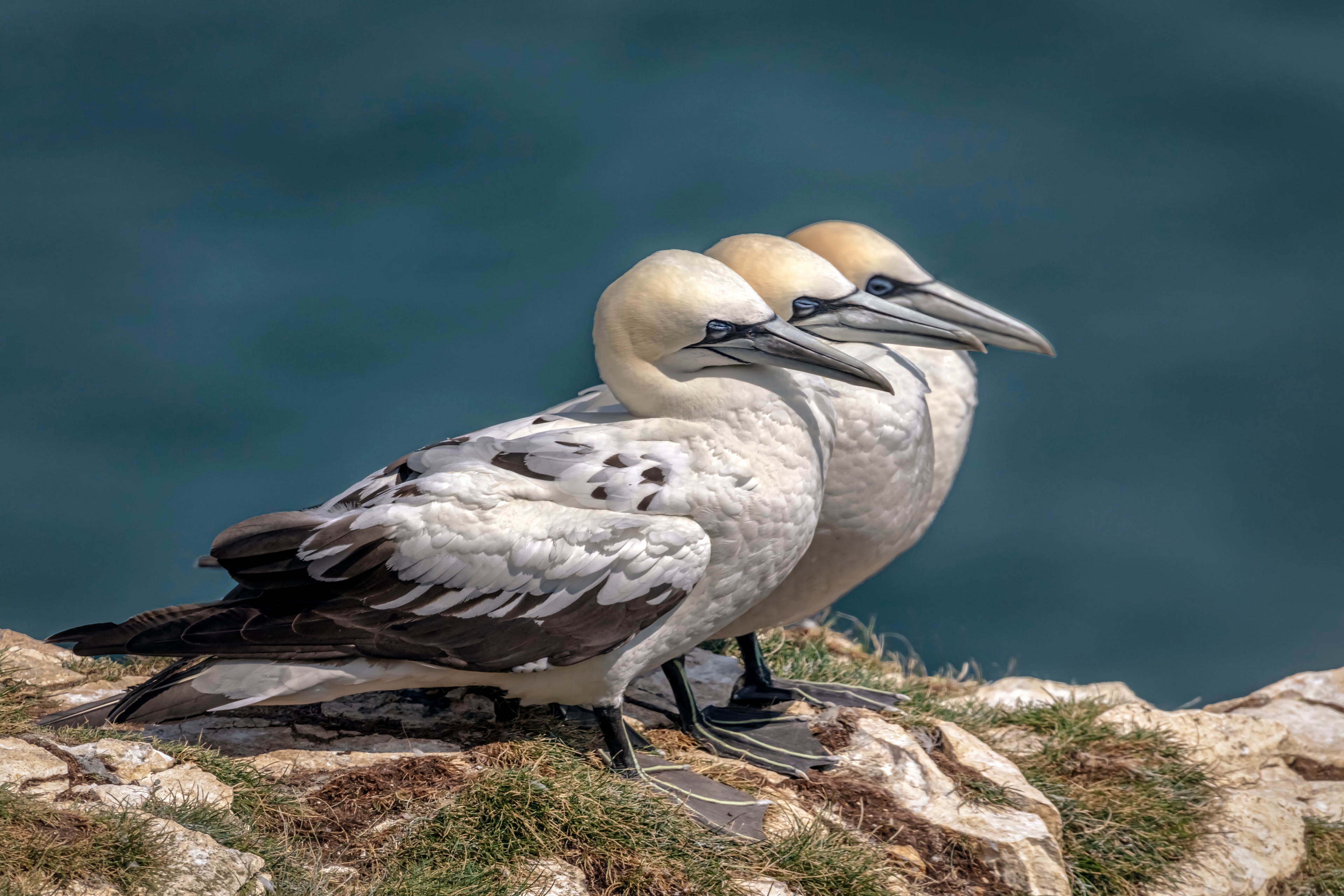 Animal Northern Gannet HD Wallpaper