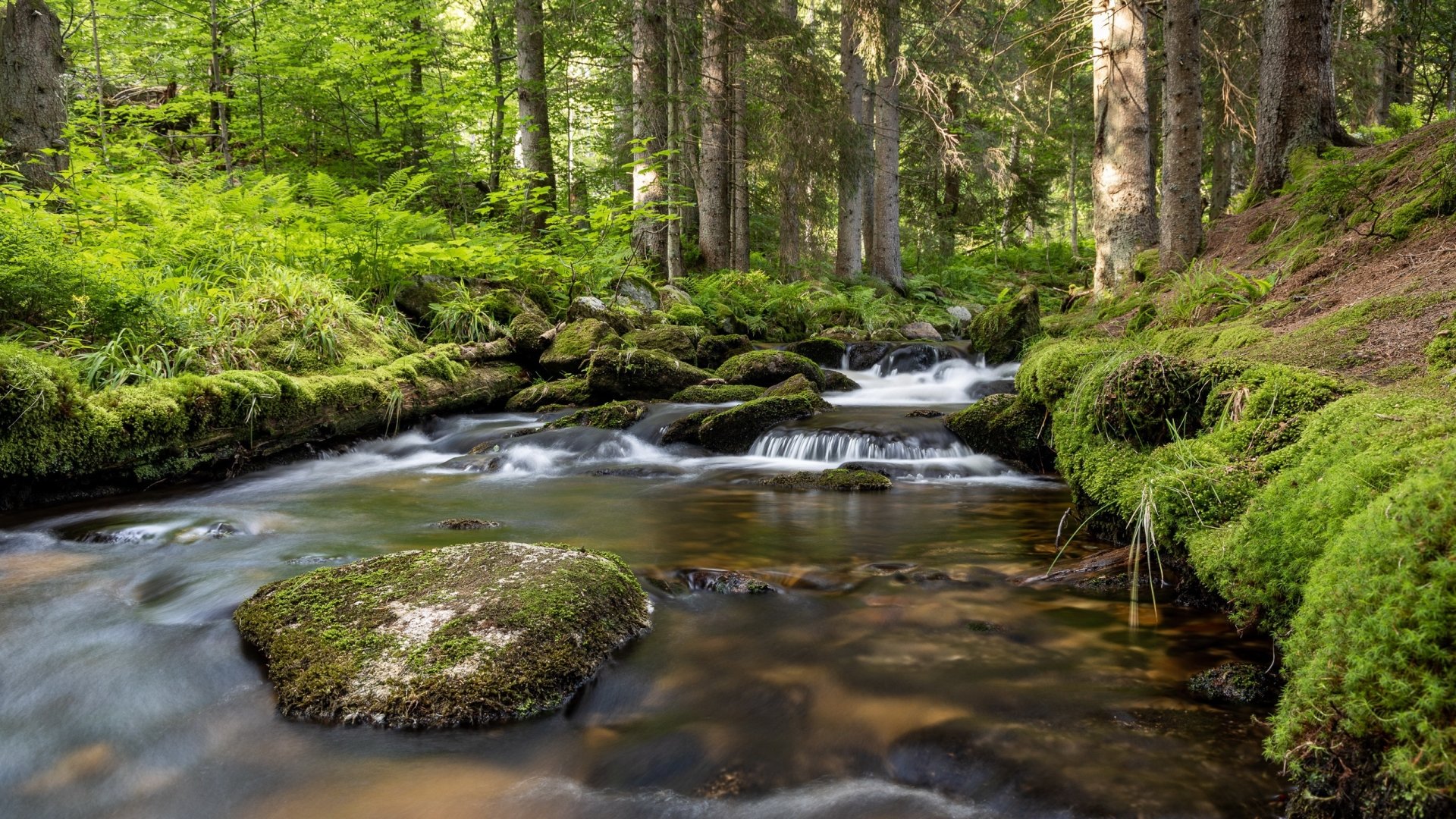 Download Nature Stream HD Wallpaper | 2560x1440 | Wallpaper Abyss