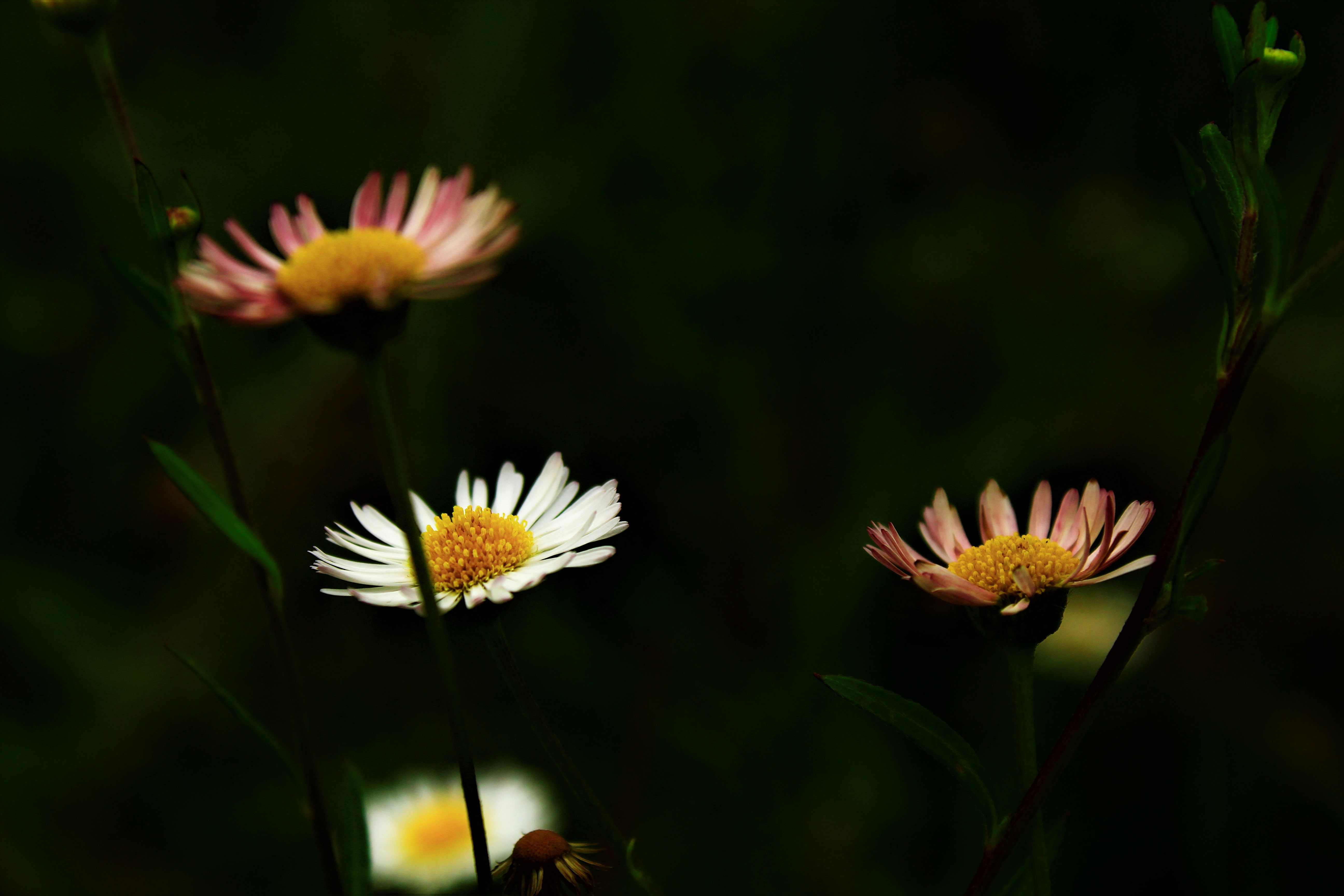 4k Images Of Flowers