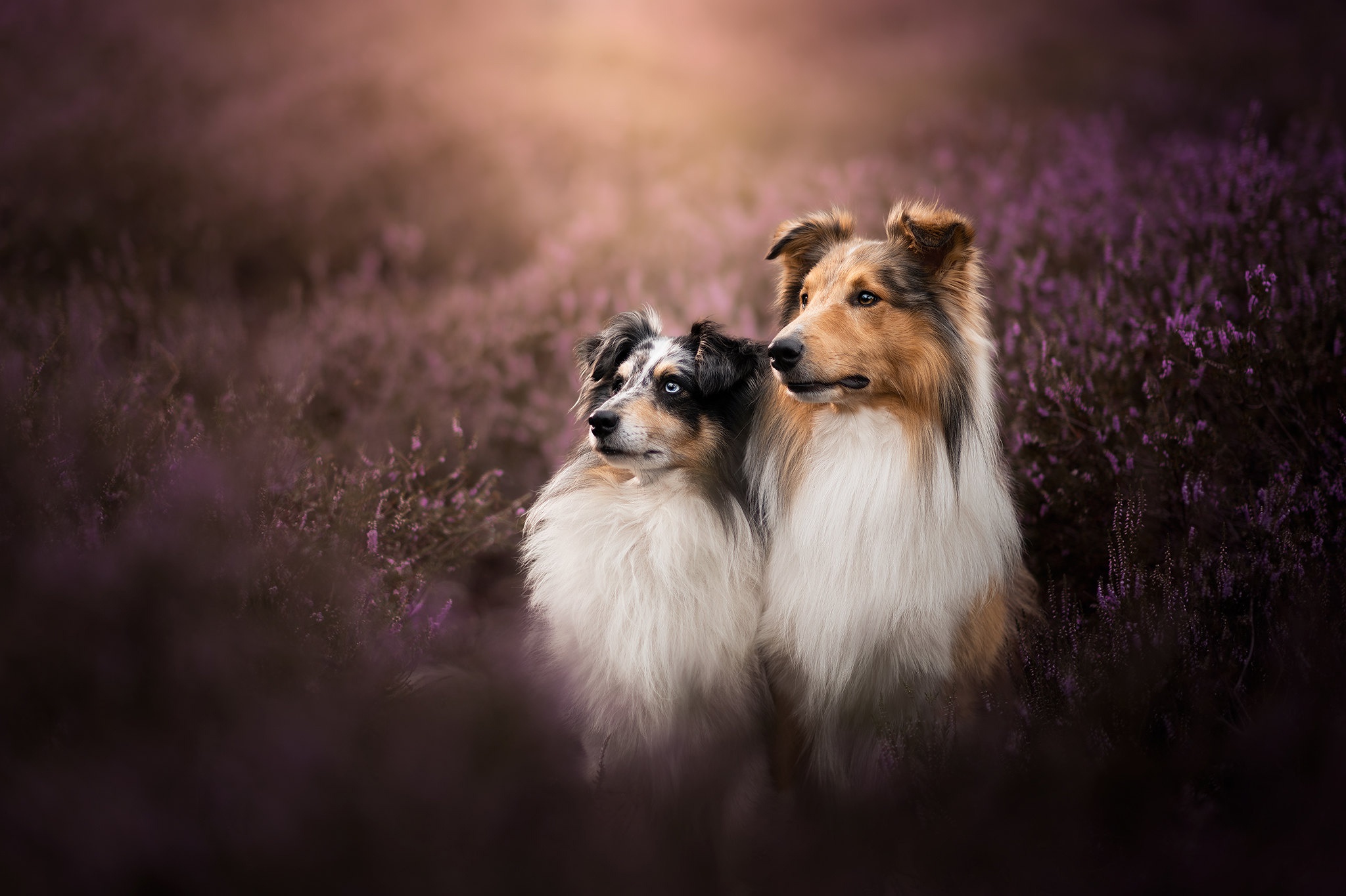 Download Animal Dog HD Wallpaper