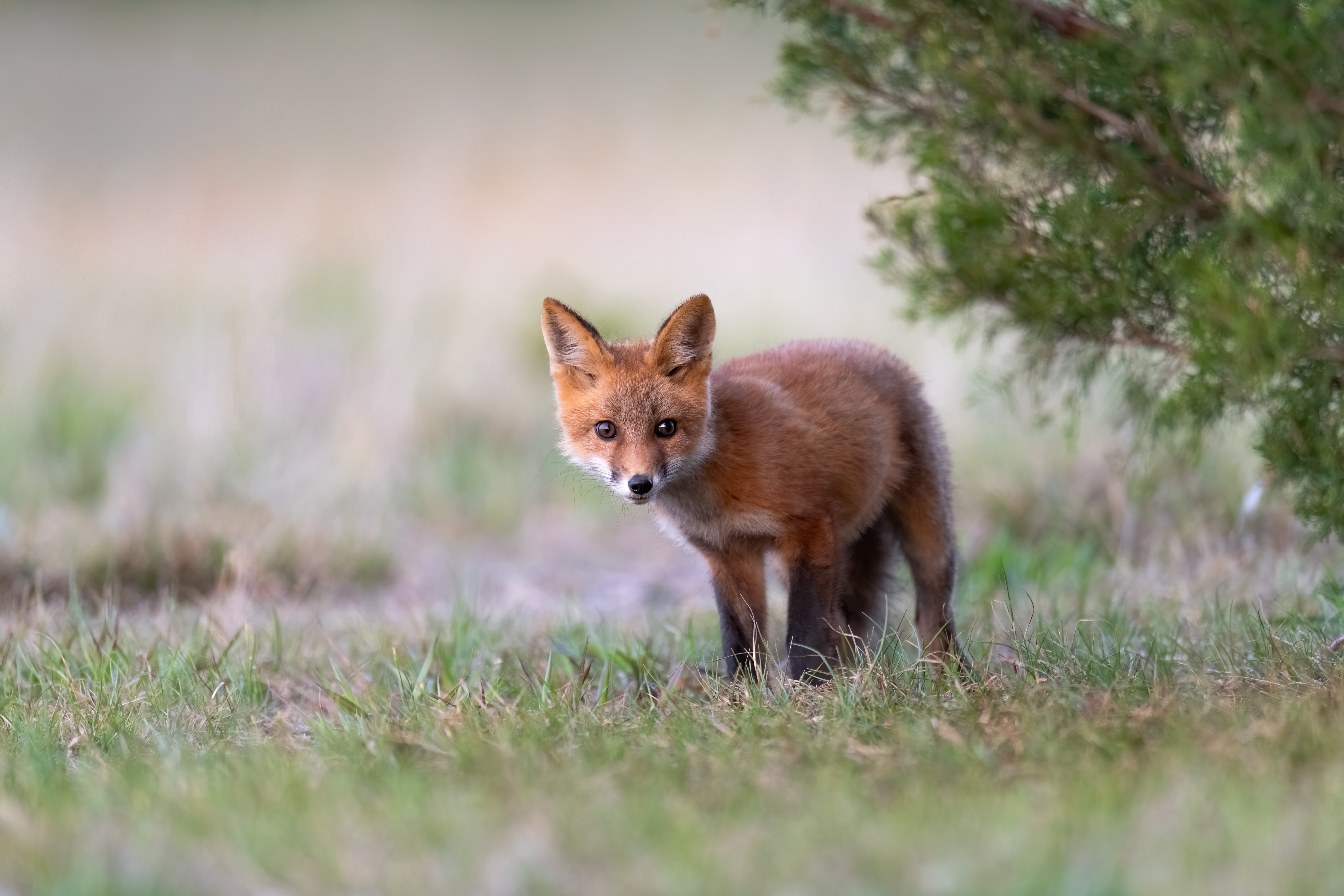 Download Animal Fox 4k Ultra HD Wallpaper